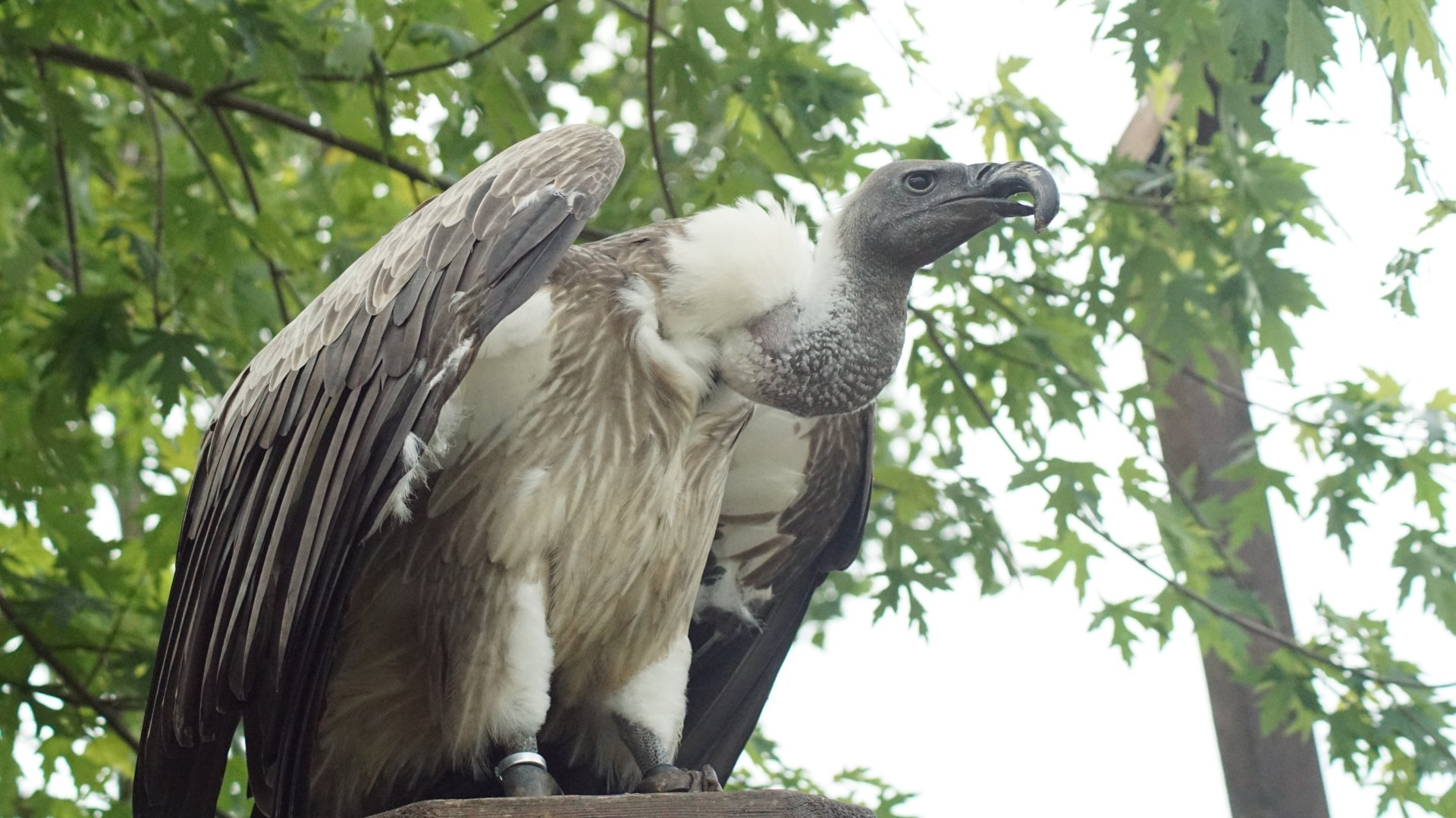 Condor - Desktop Wallpapers, Phone Wallpaper, PFP, Gifs, and More!