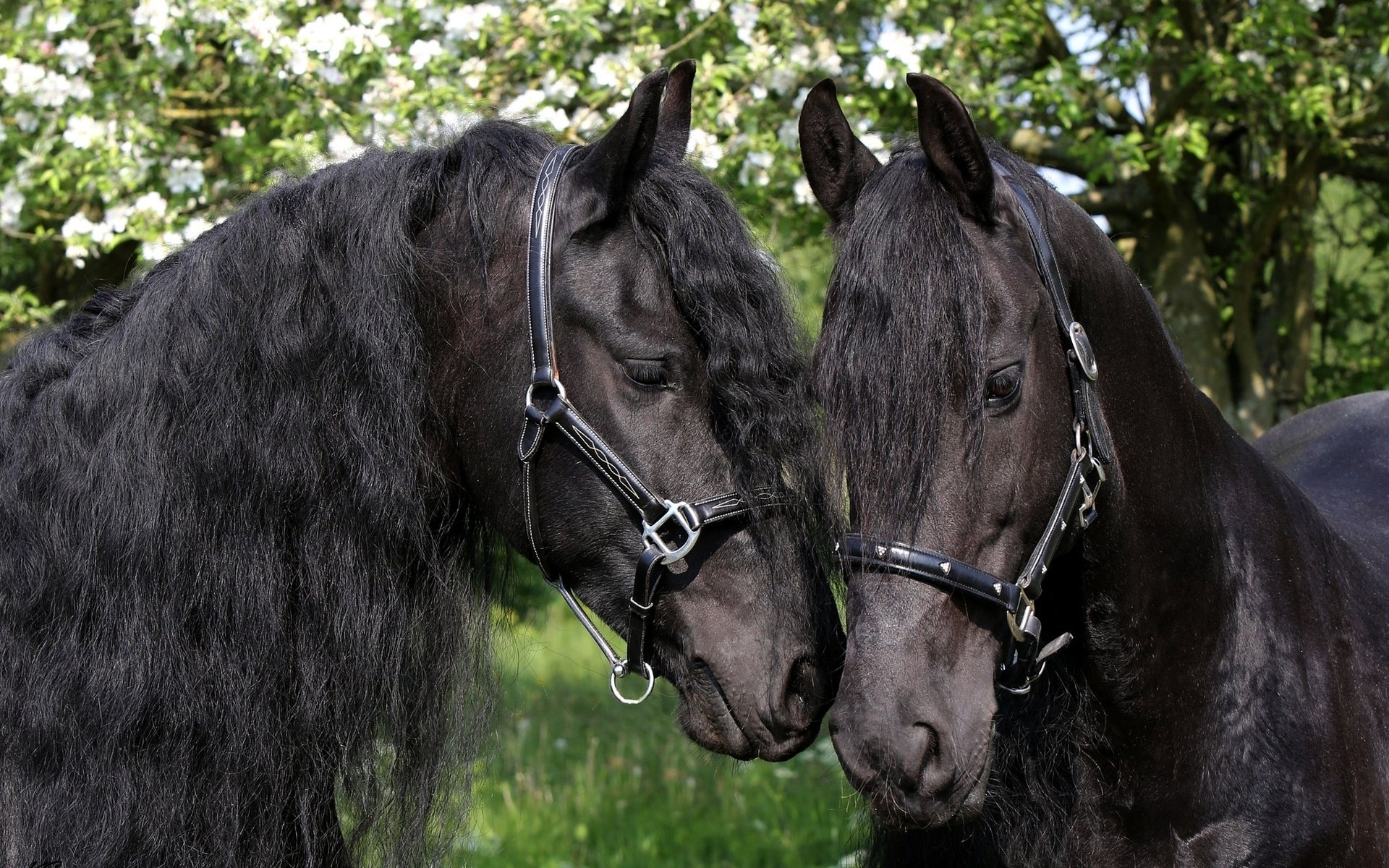 Horses standing together Image - ID: 311339 - Image Abyss