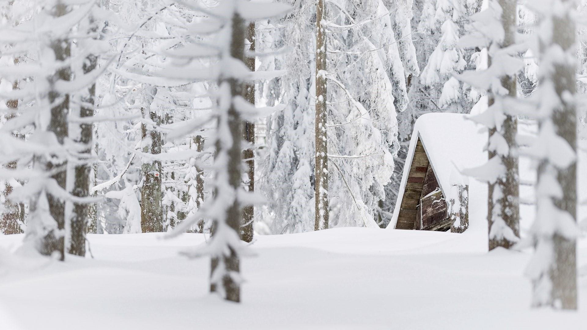 Download Snow Forest Cabin Photography Winter Image