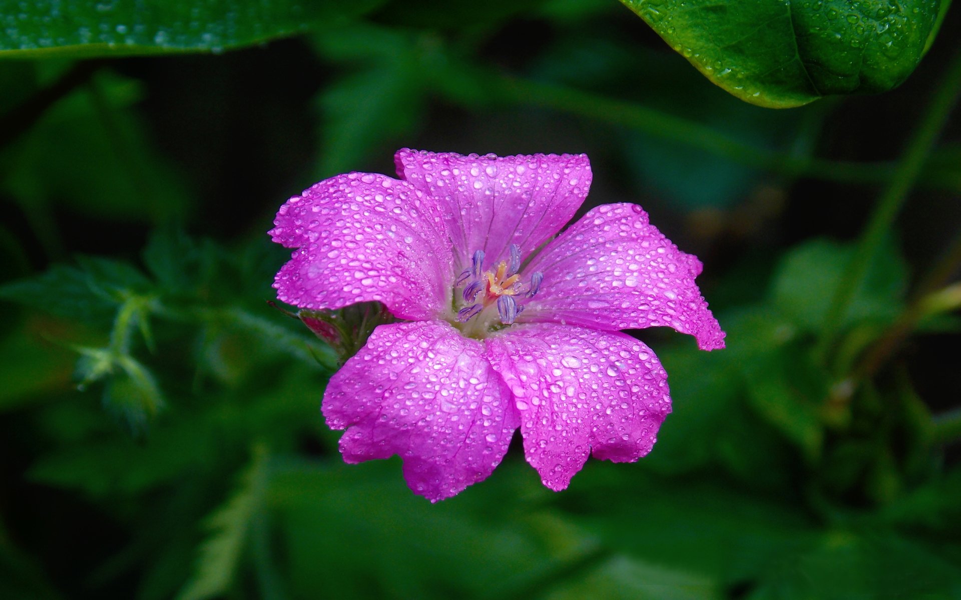 Download Pink Flower Raindrops Nature Flower Image