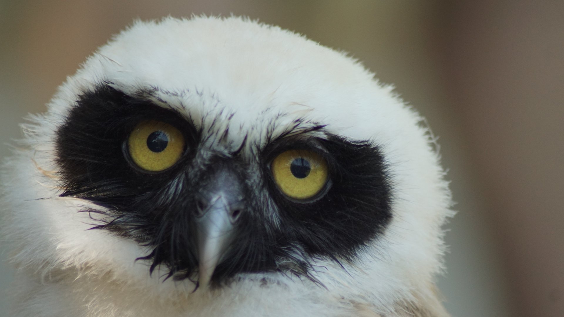 Download Baby Animal Spectacled Owl Bird Animal Owl Image