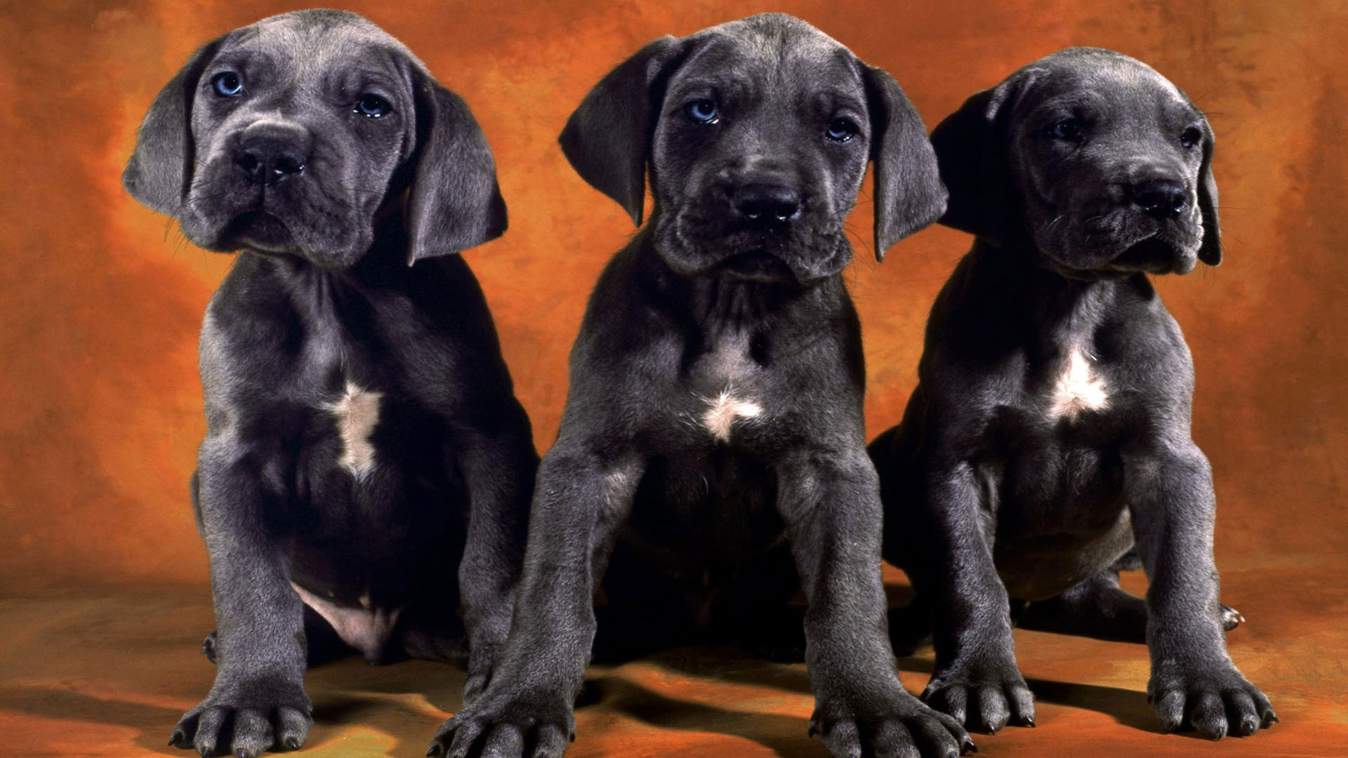 Three Loyal Canine Companions in Focus