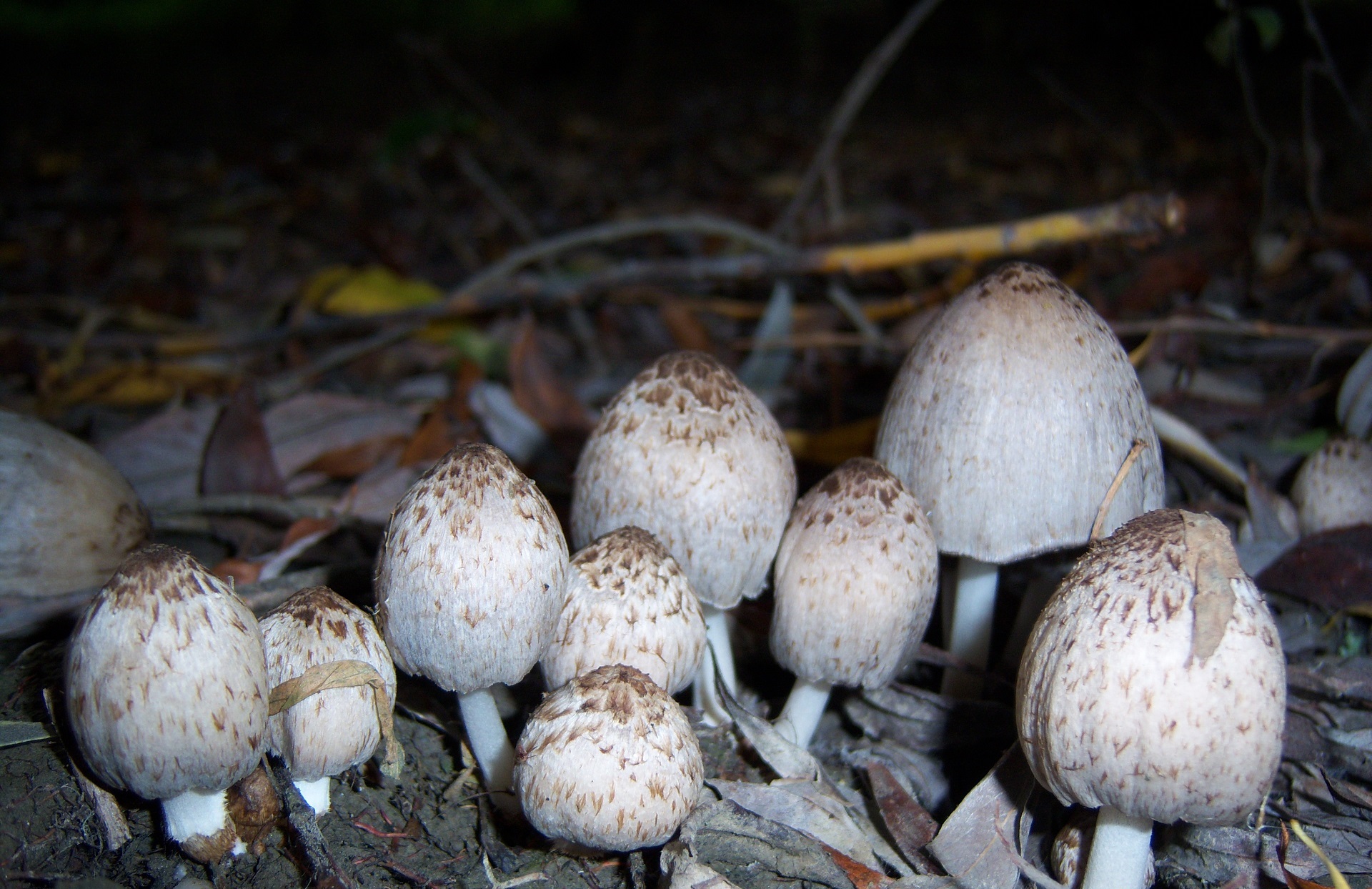 Download Nature Mushroom Image by Meduzanol