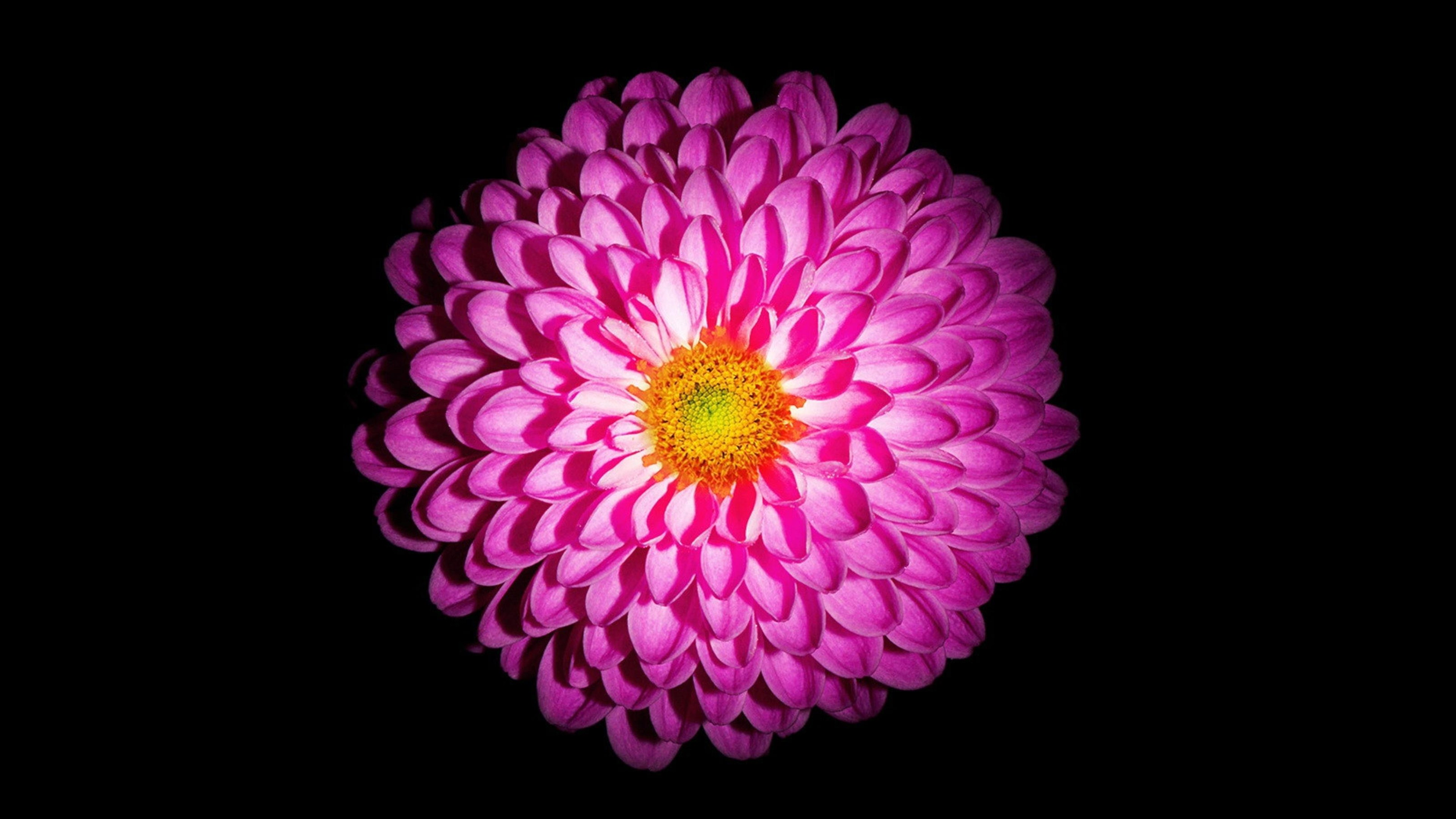 Pink Dahlia - Image Abyss
