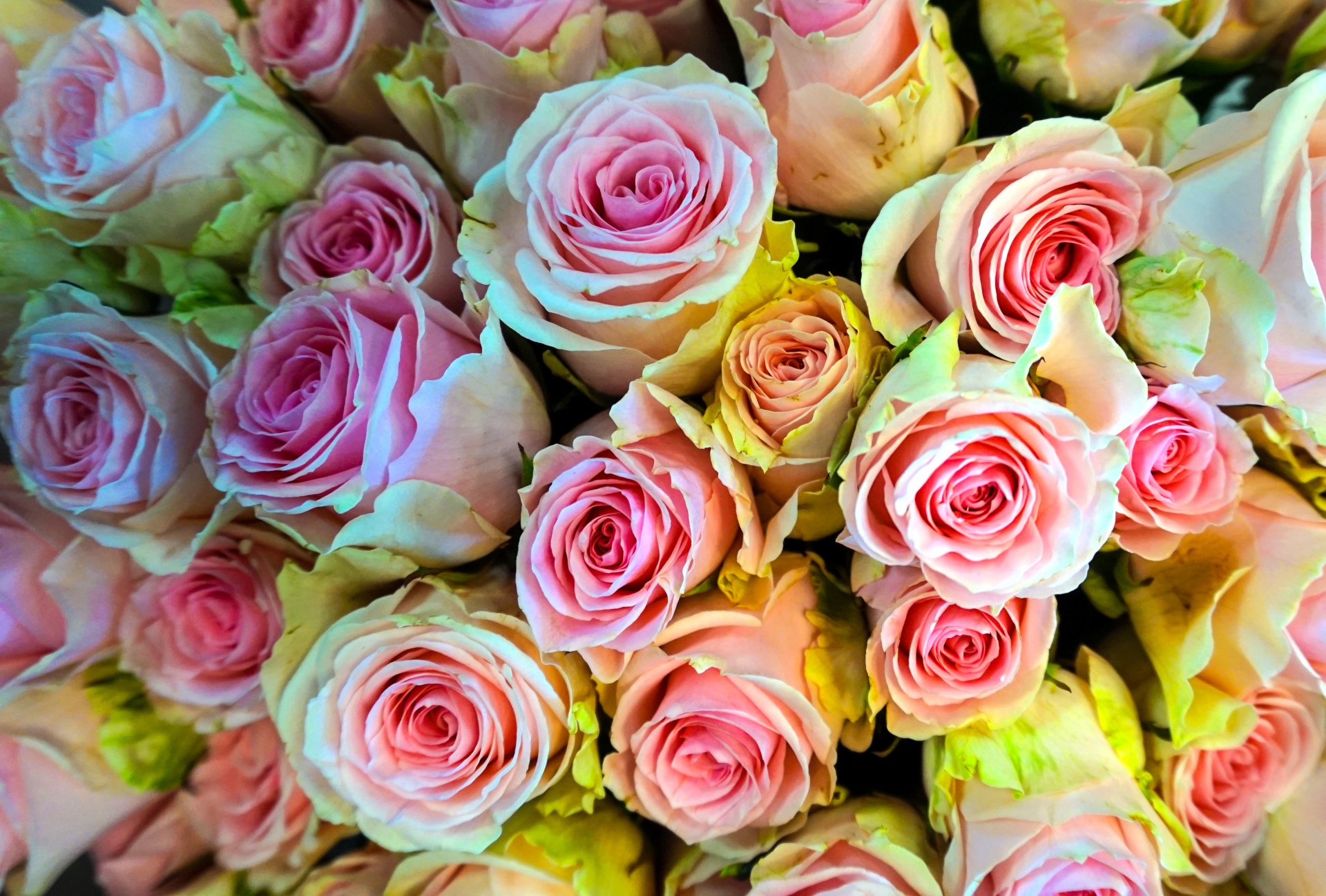 Rose Image - ID: 312008 - Image Abyss