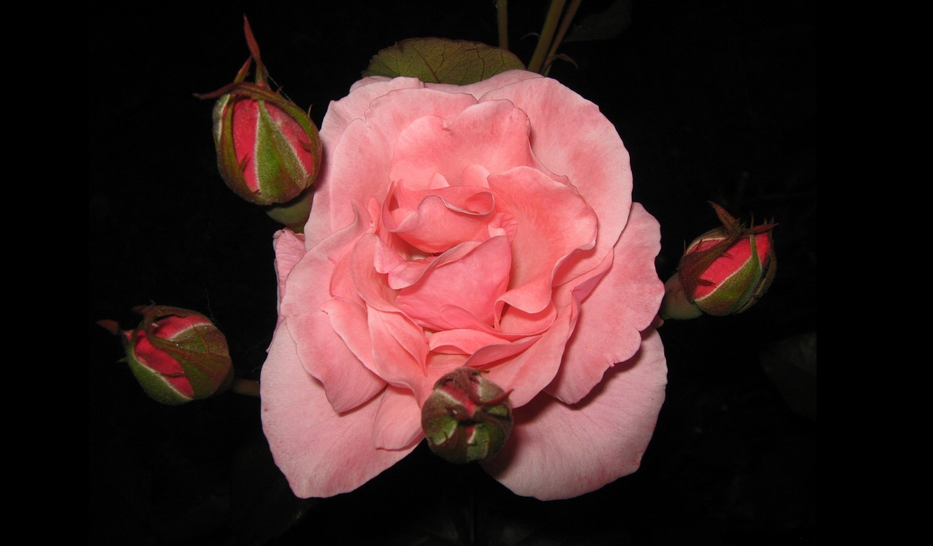 Download Nature Rose Image