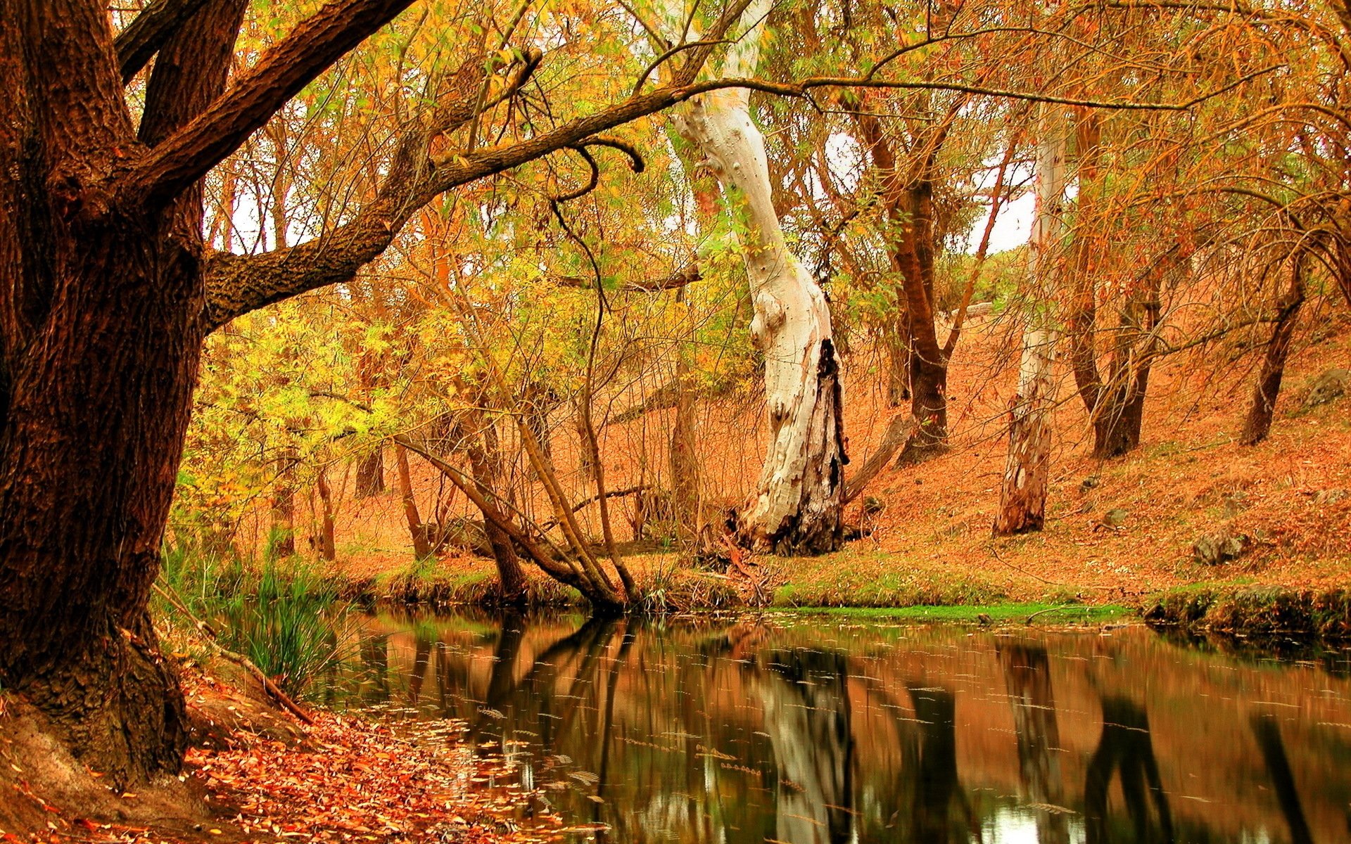 Autumn Serenity: A Nature Escape by the River