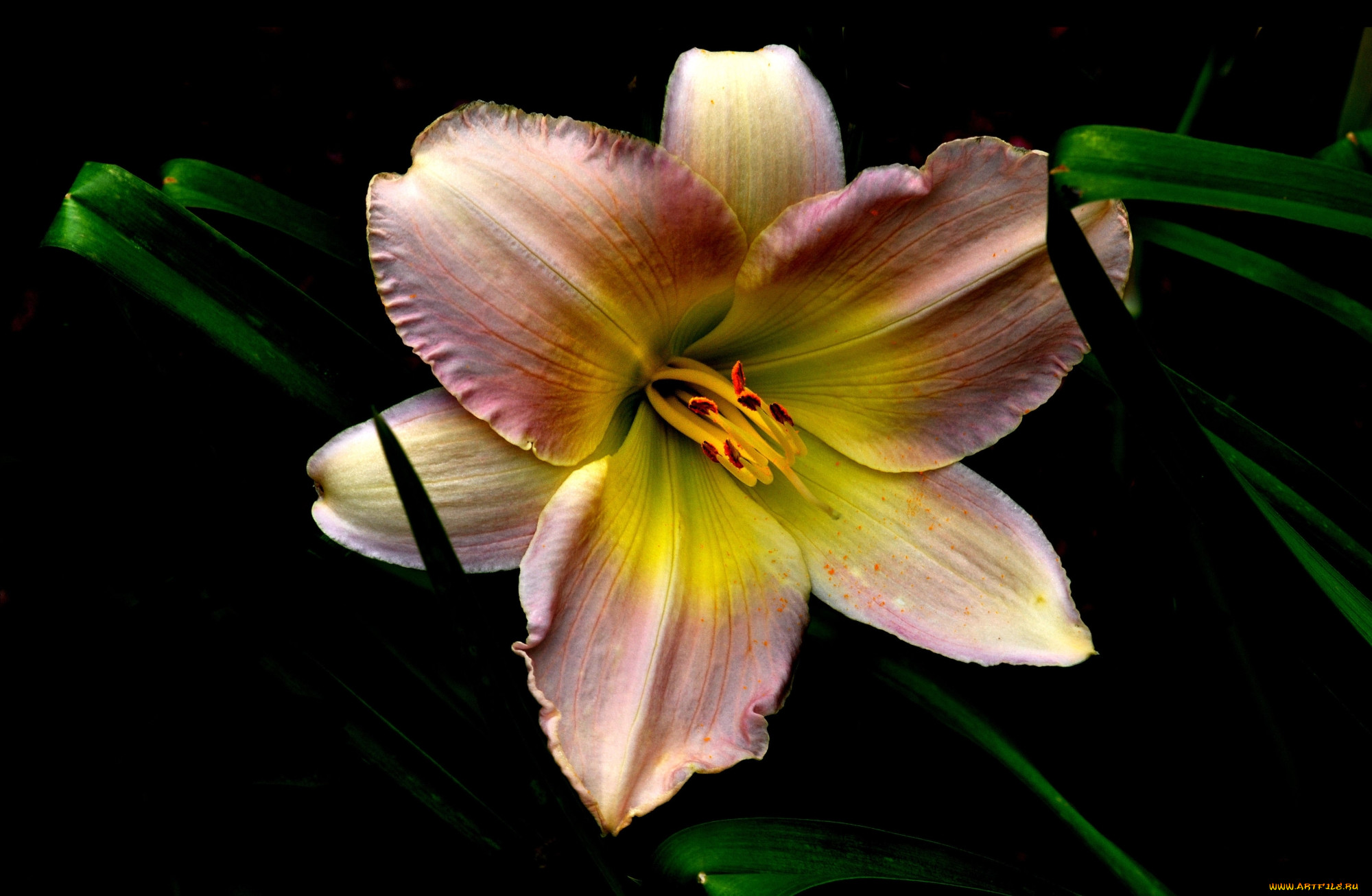 Download Nature Lily Image