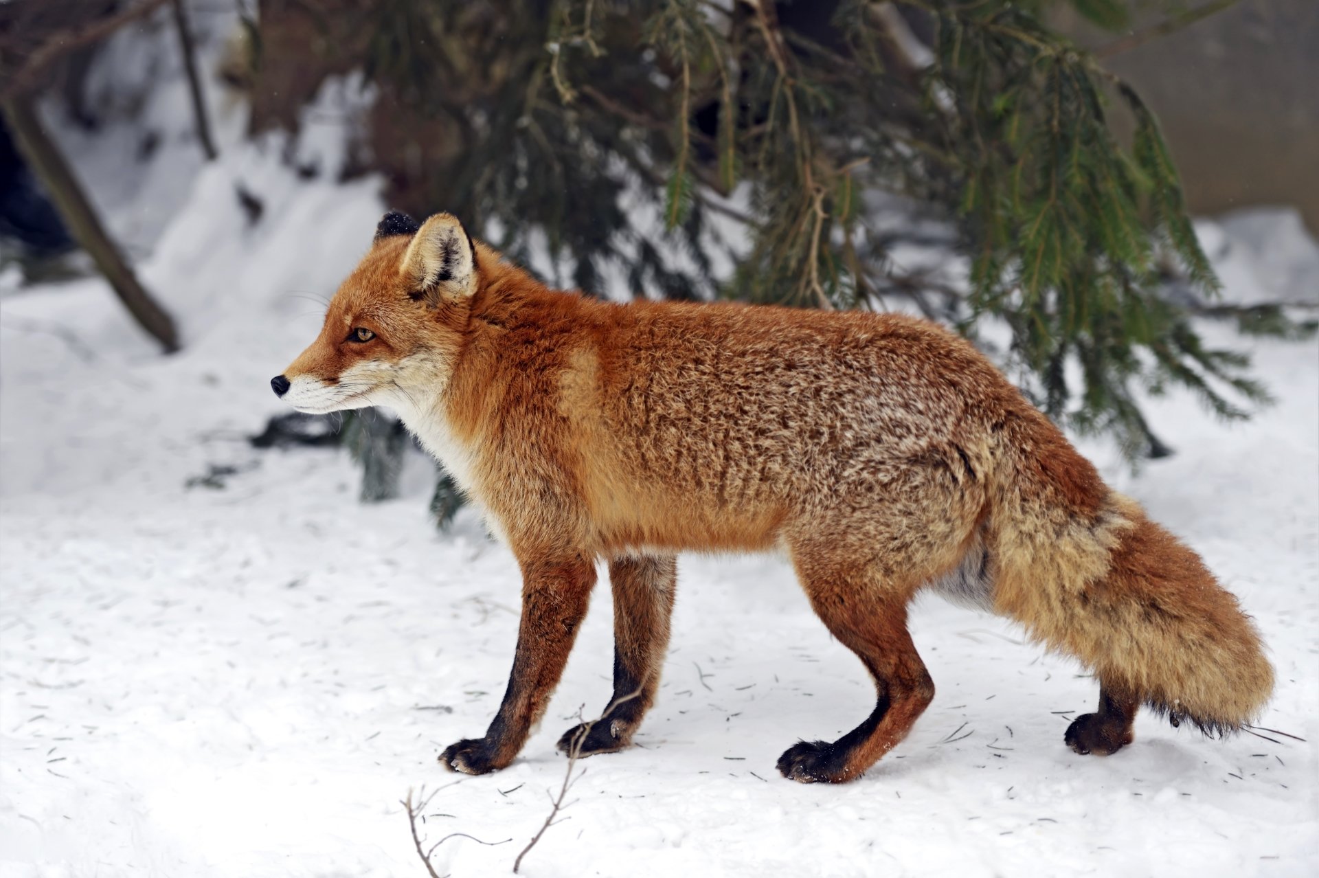 Download Winter Animal Fox Image