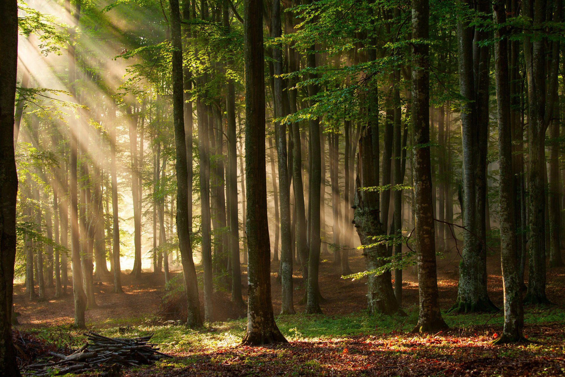 Download Forest Nature Sunbeam Image