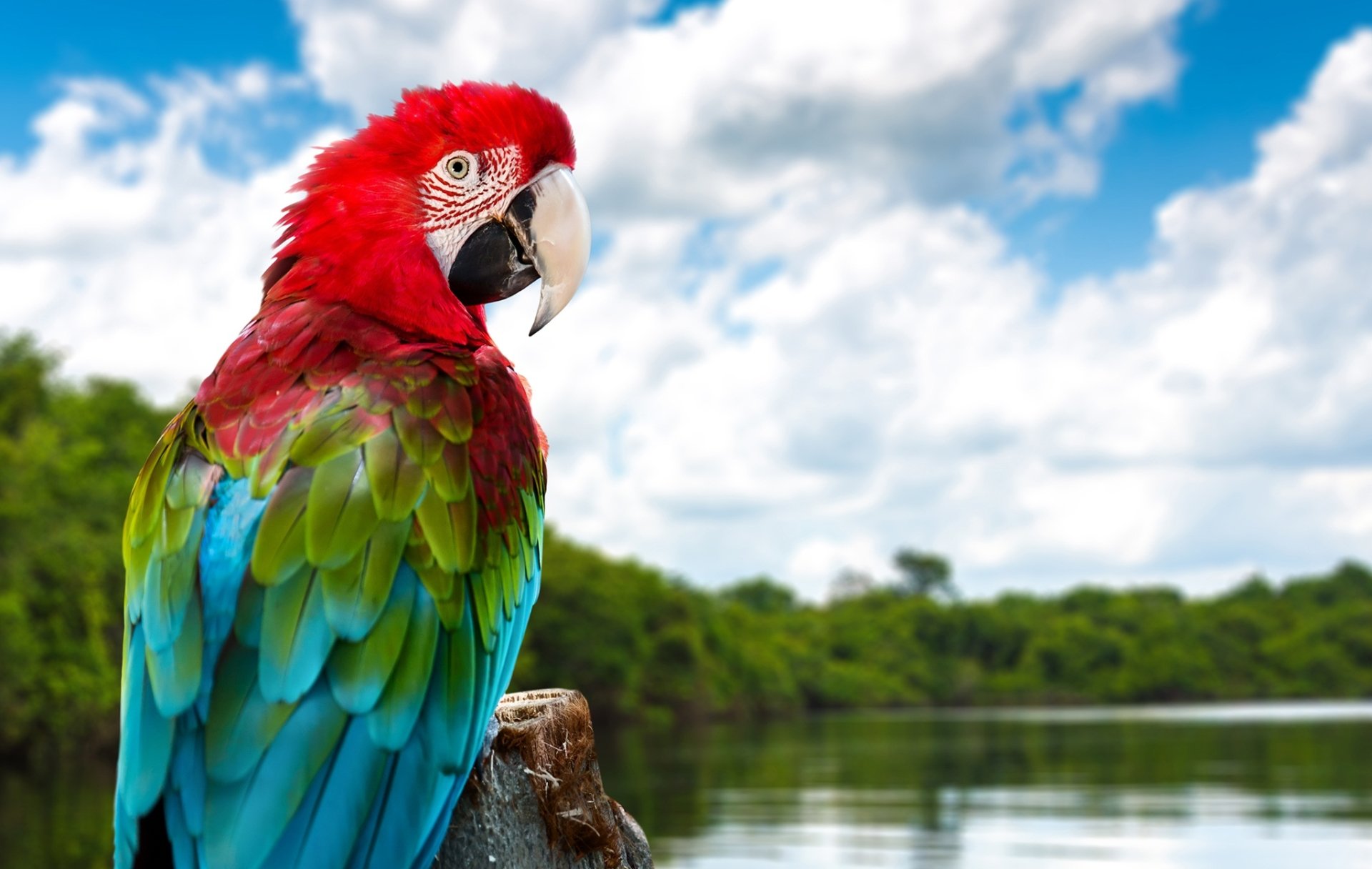 Download Bird Macaw Animal Red-and-green Macaw Image
