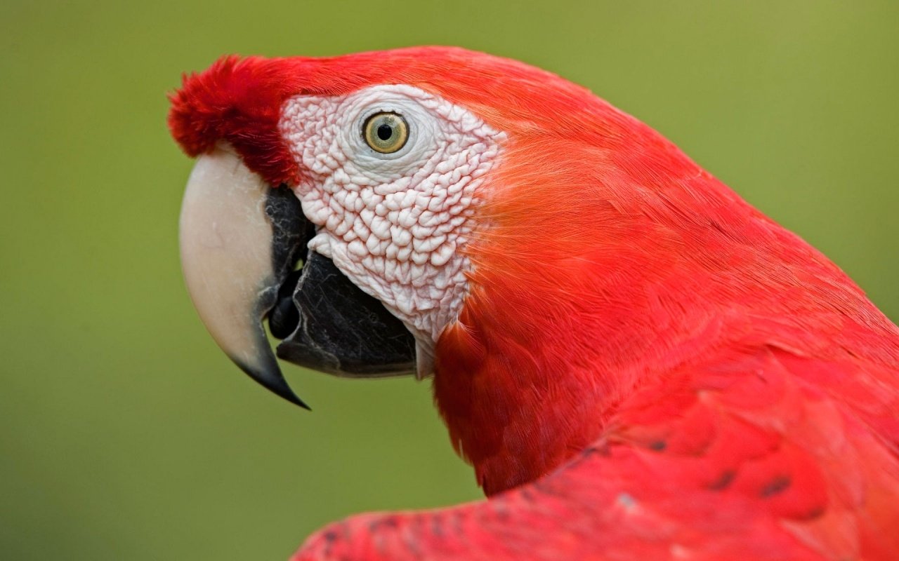 Scarlet Macaw: Vibrant Jewel of the Animal Kingdom