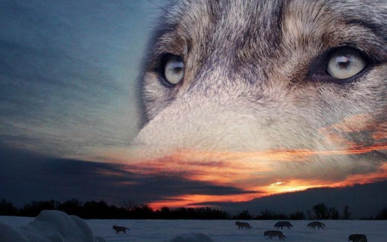 Majestic Wolf at Dusk