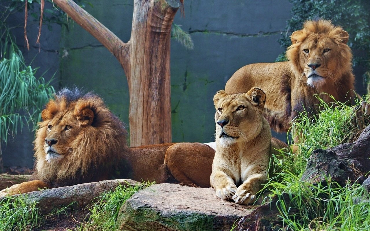 Majestic Lions in Their Natural Habitat