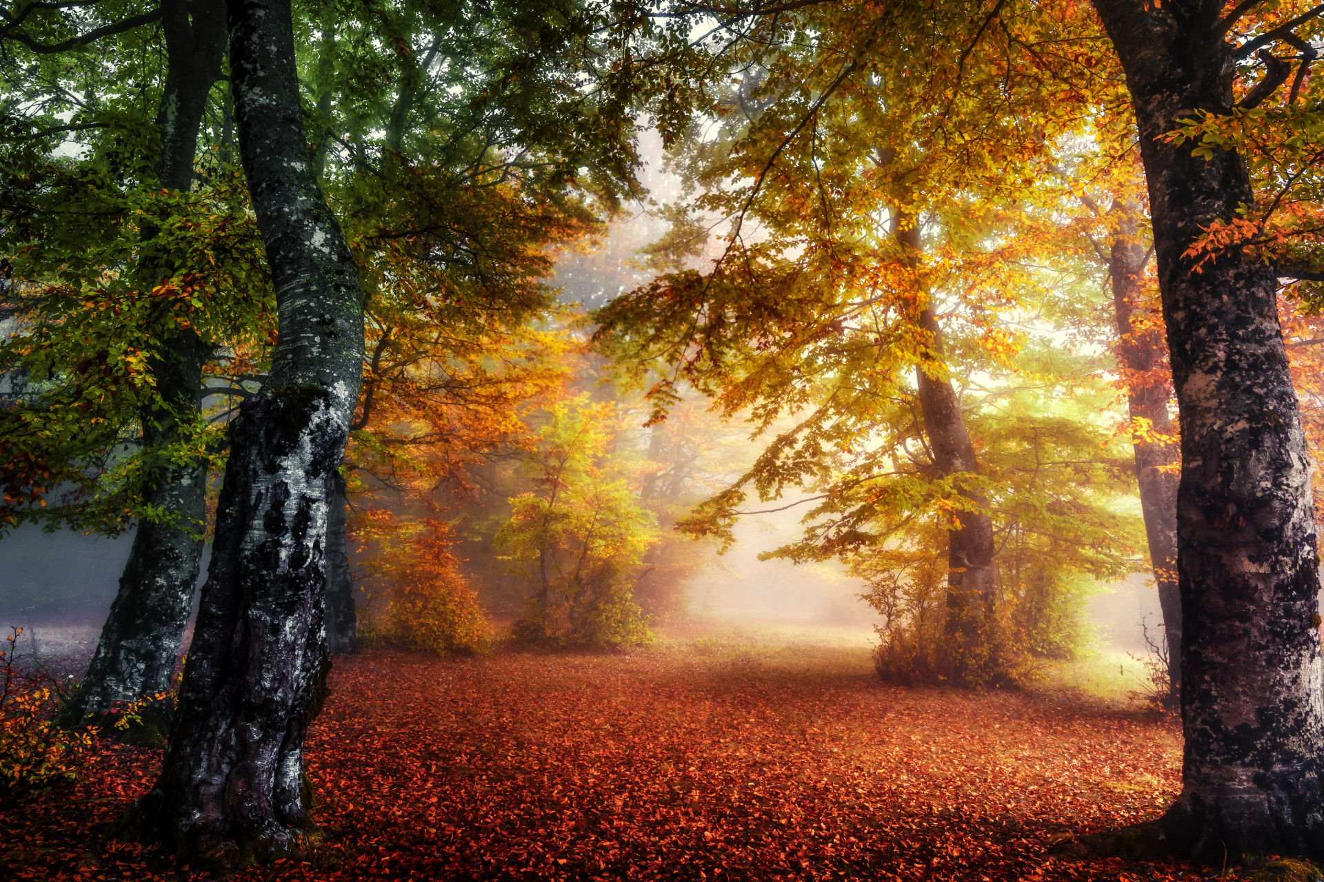 Misty Autumn Forest - Image Abyss