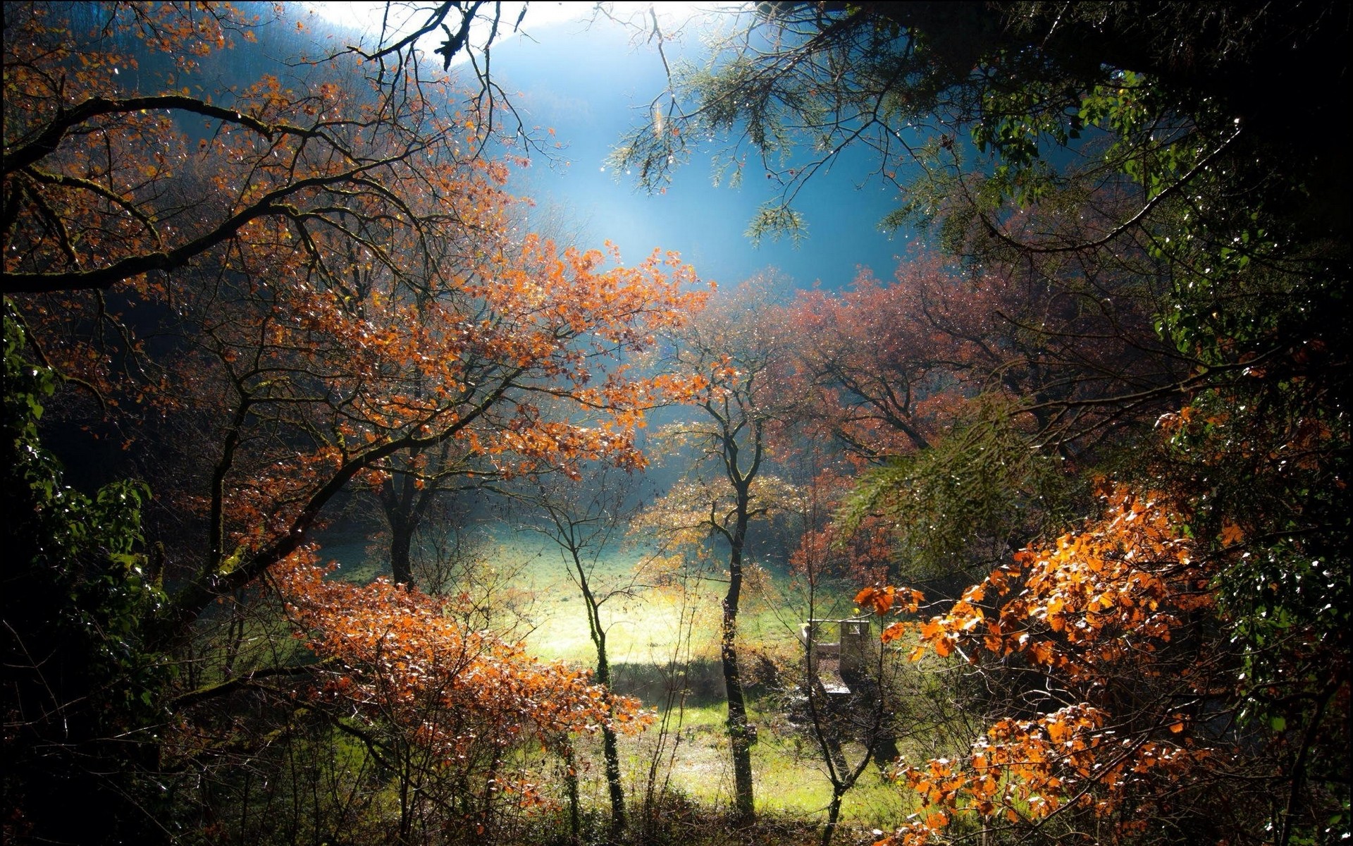 Download Fall Nature Forest Image