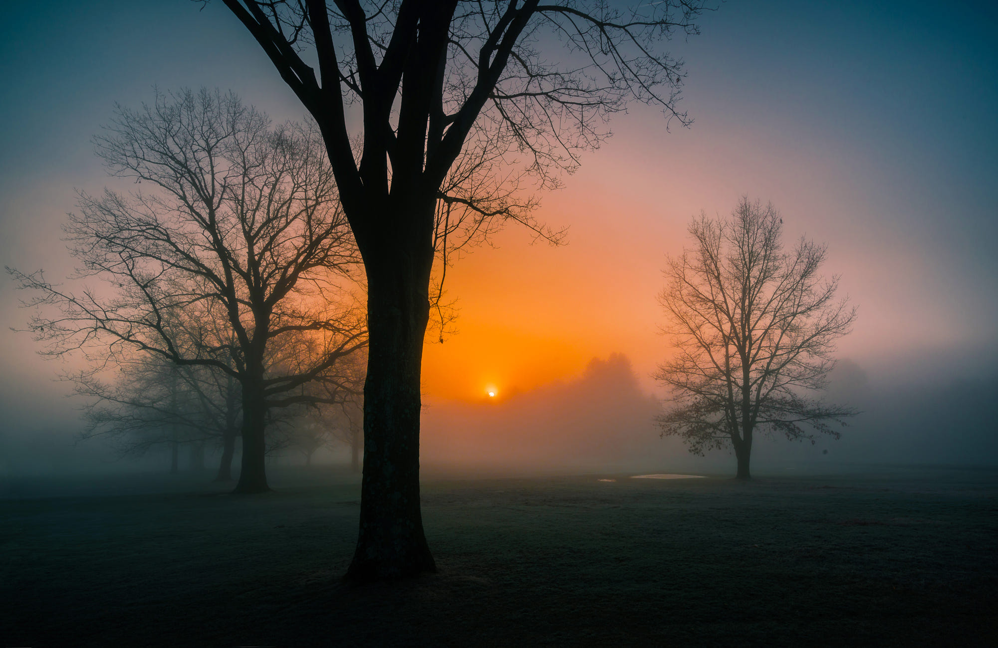 Download Tree Fog Nature Sunset Image