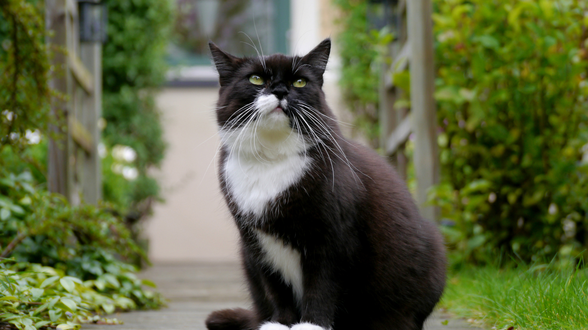 Majestic Black and White Cat in a Lush Garden Pathway