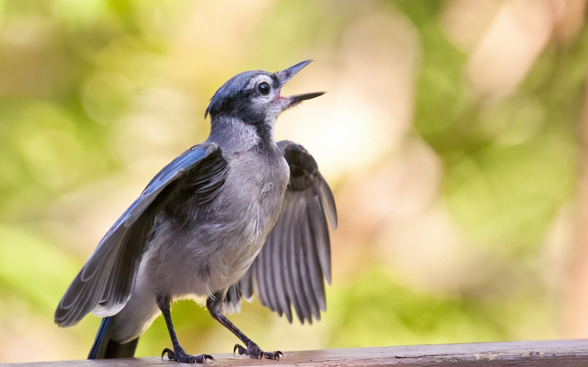 Singing Blue Jay — Bold Backyard Bird