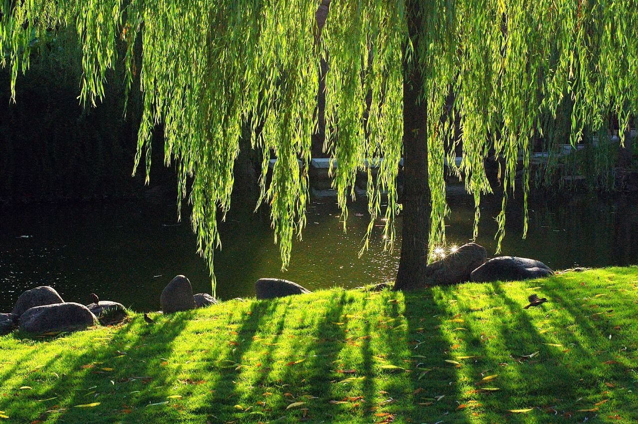 Serenity Beneath the Tree: A Nature Escape