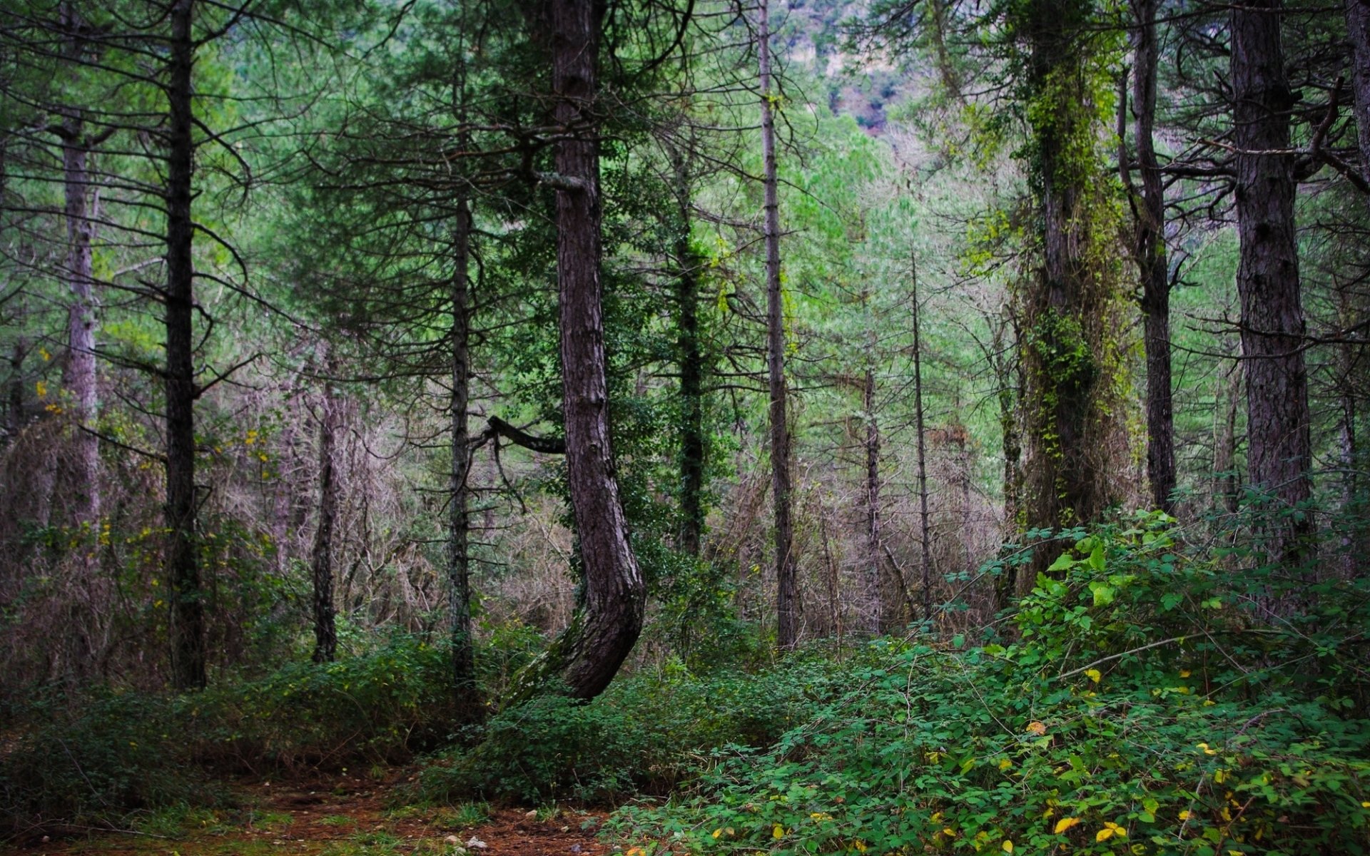 Download Green Nature Forest Image