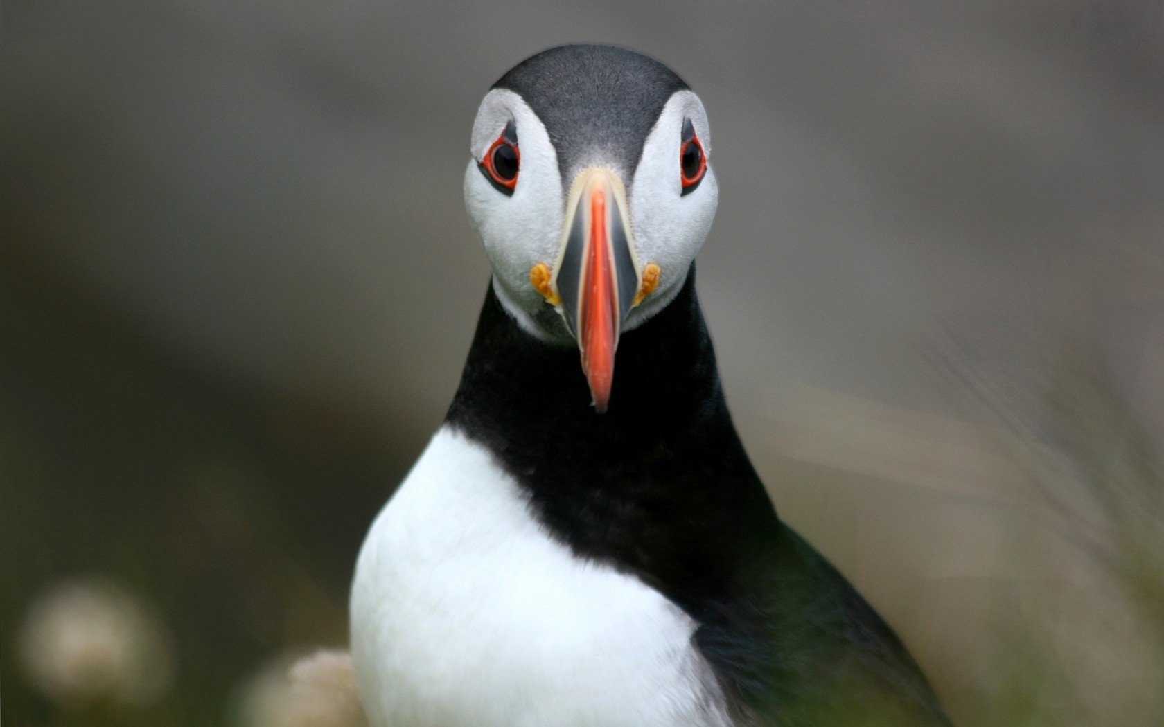 Download Cute Face Bird Animal Puffin Image