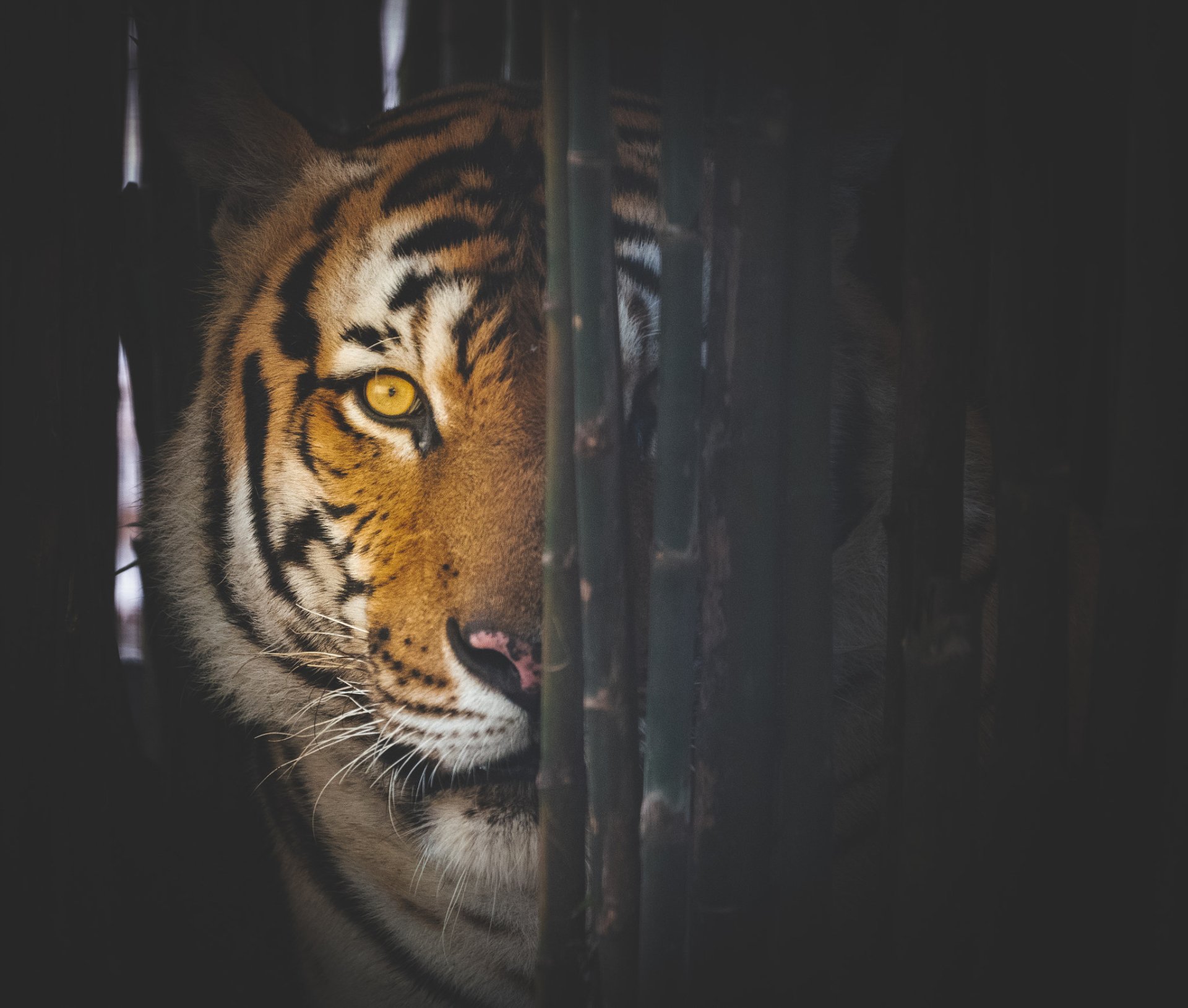 Peeking Tiger Image - ID: 323135 - Image Abyss