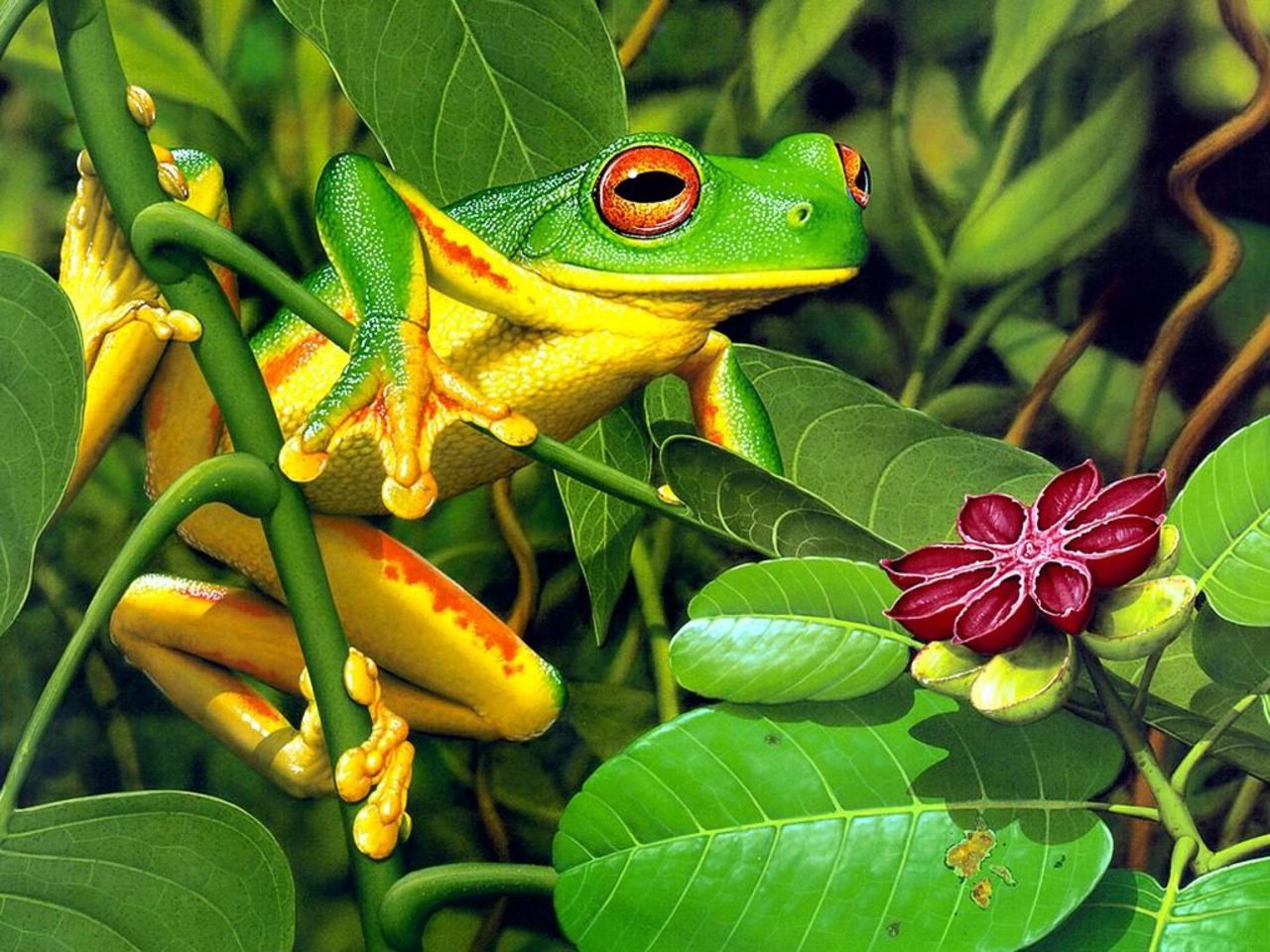 Frog Picture - Image Abyss