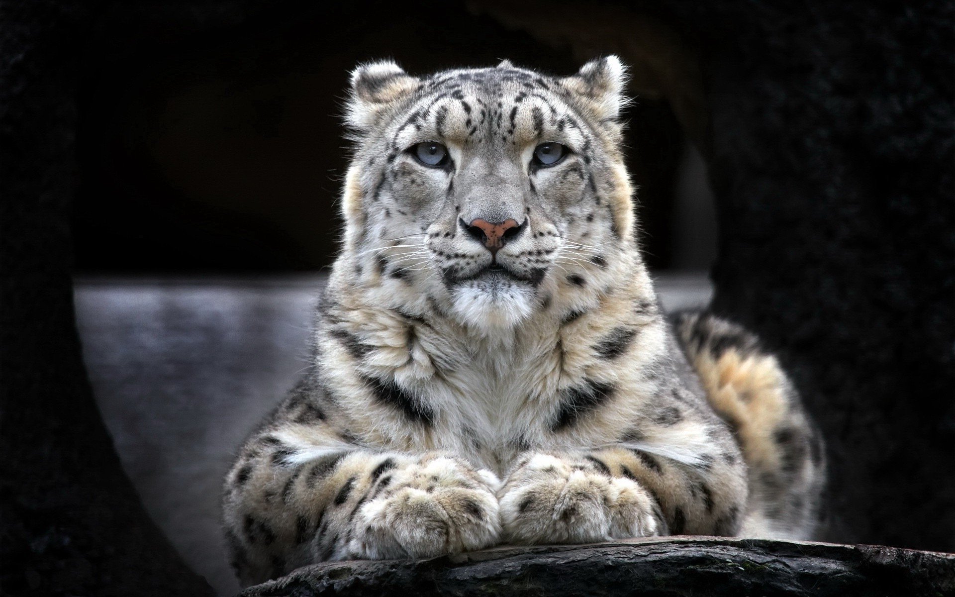 Snow Leopard Image - ID: 324022 - Image Abyss