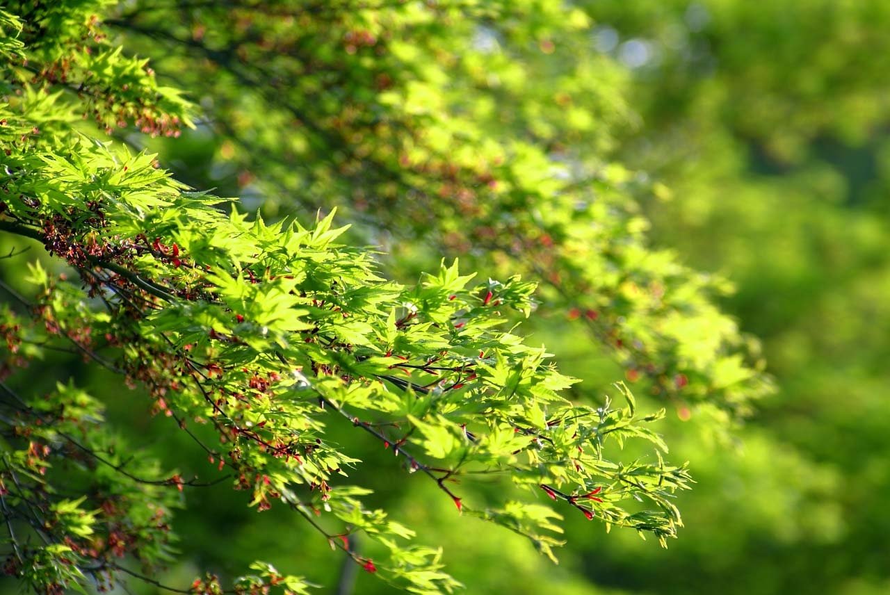 Vibrant Green Leaves in Nature’s Close-Up