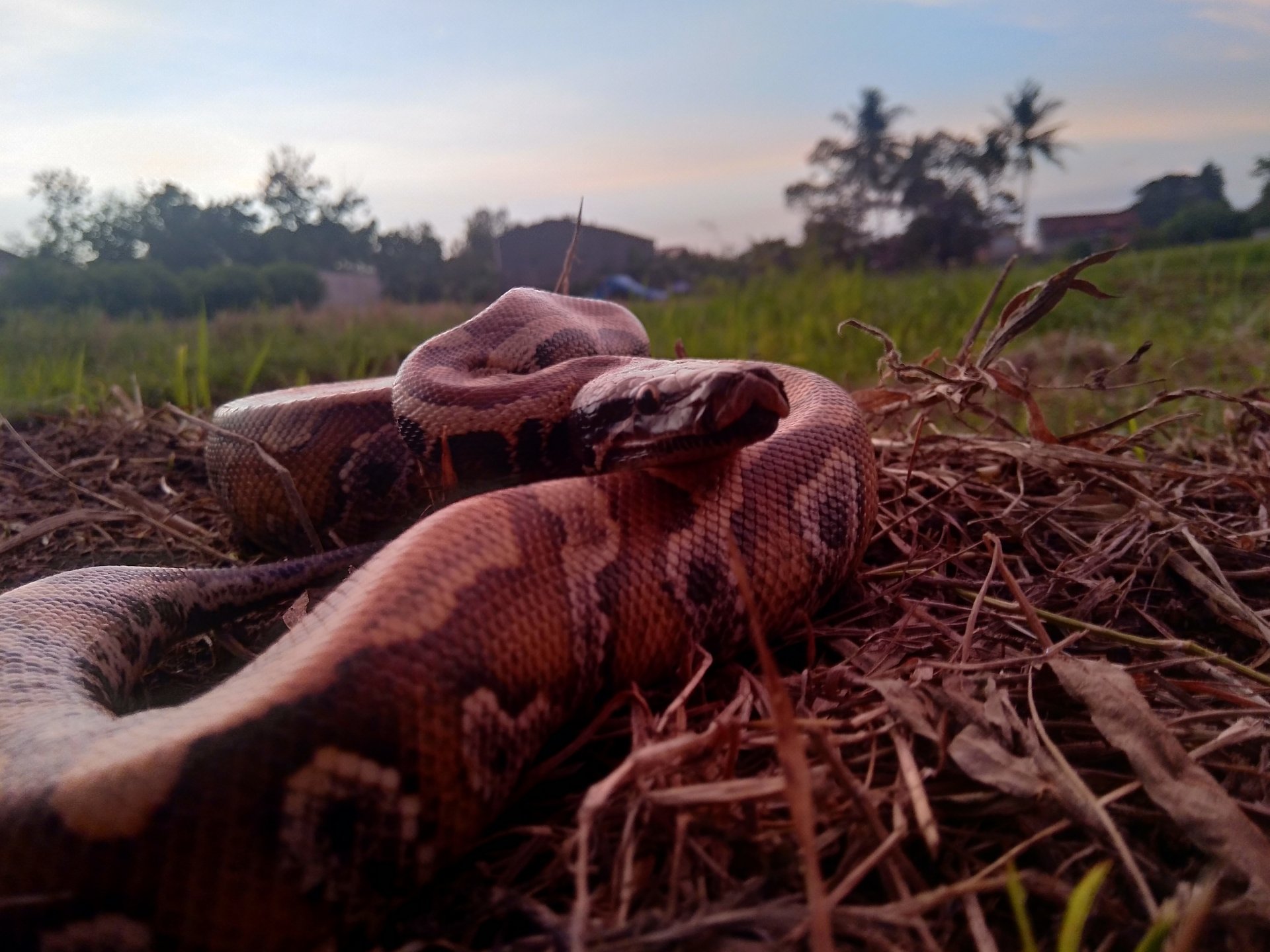 Blood Python - Desktop Wallpapers, Phone Wallpaper, PFP, Gifs, and More!