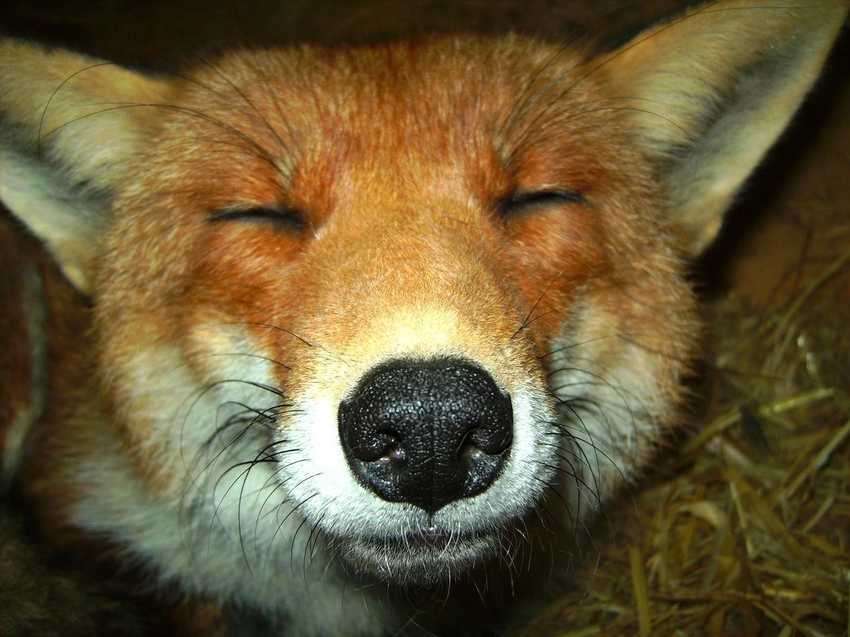 Charming Fox with a Joyful Grin