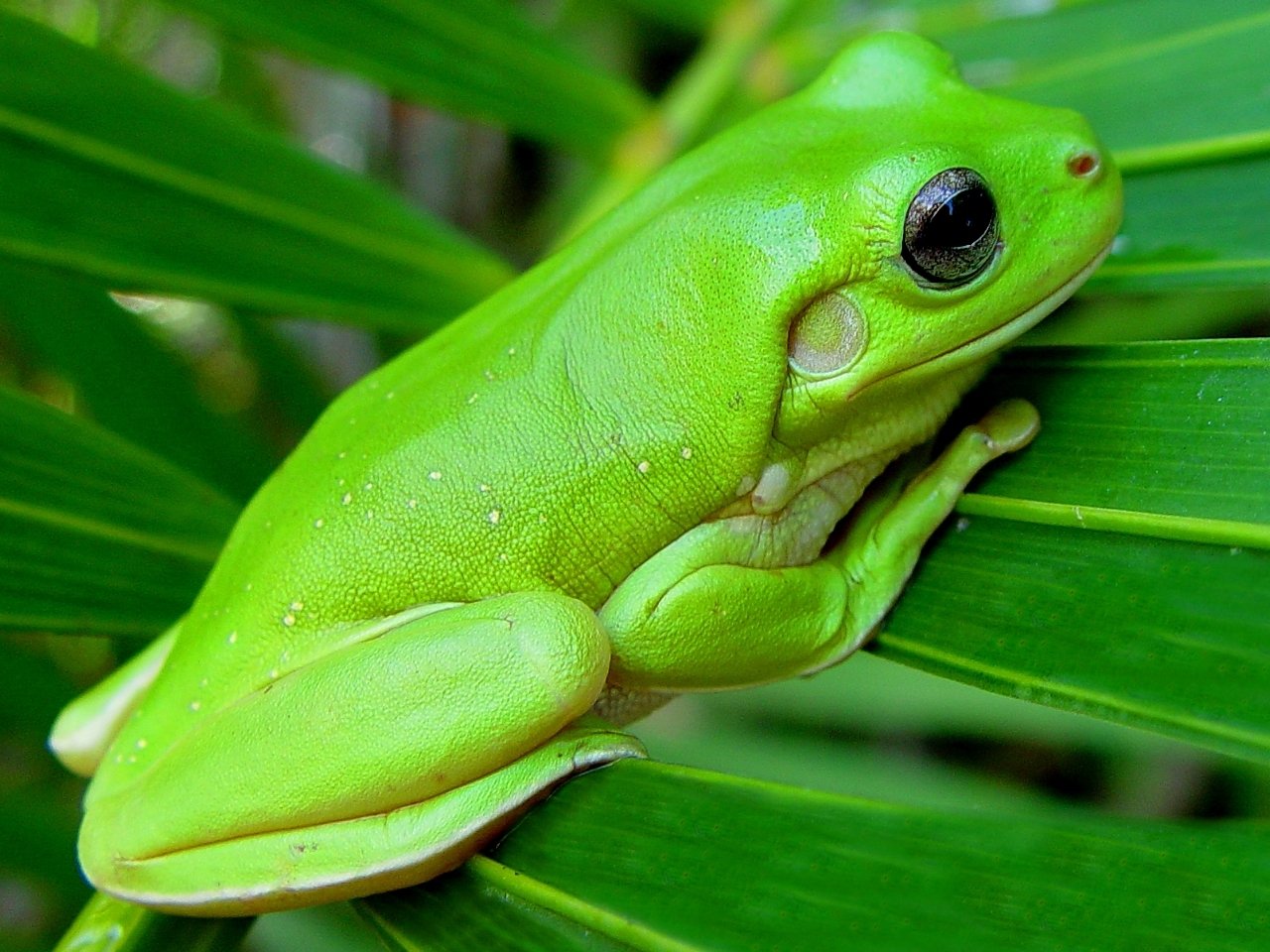 Vibrant Green Frog Resting on Leaf