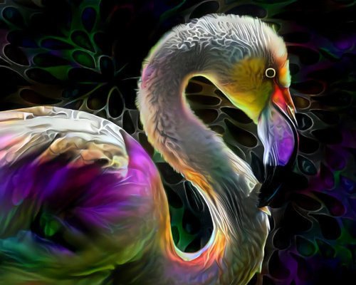 A beautiful swan with some effect overlays by NatureWorshiper