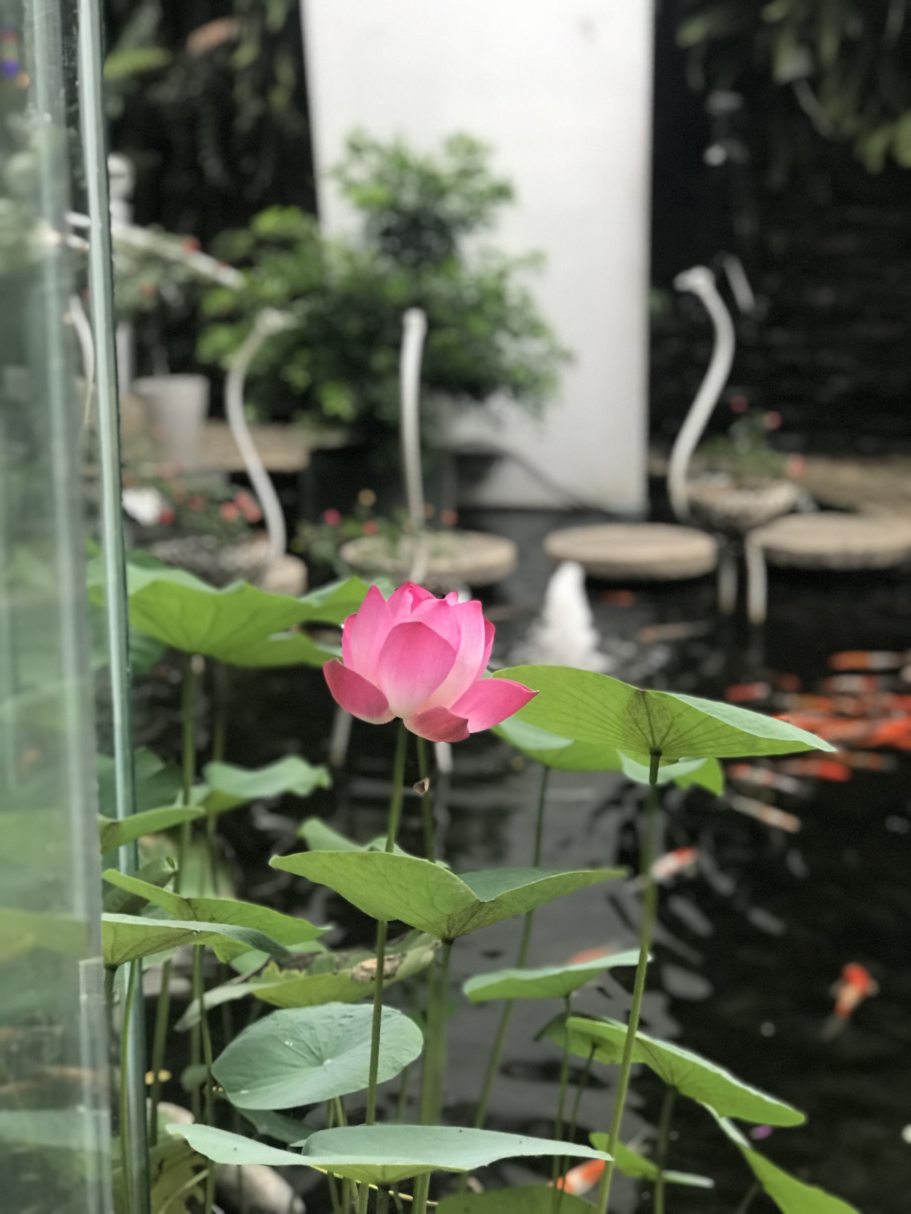 Orange Lotus