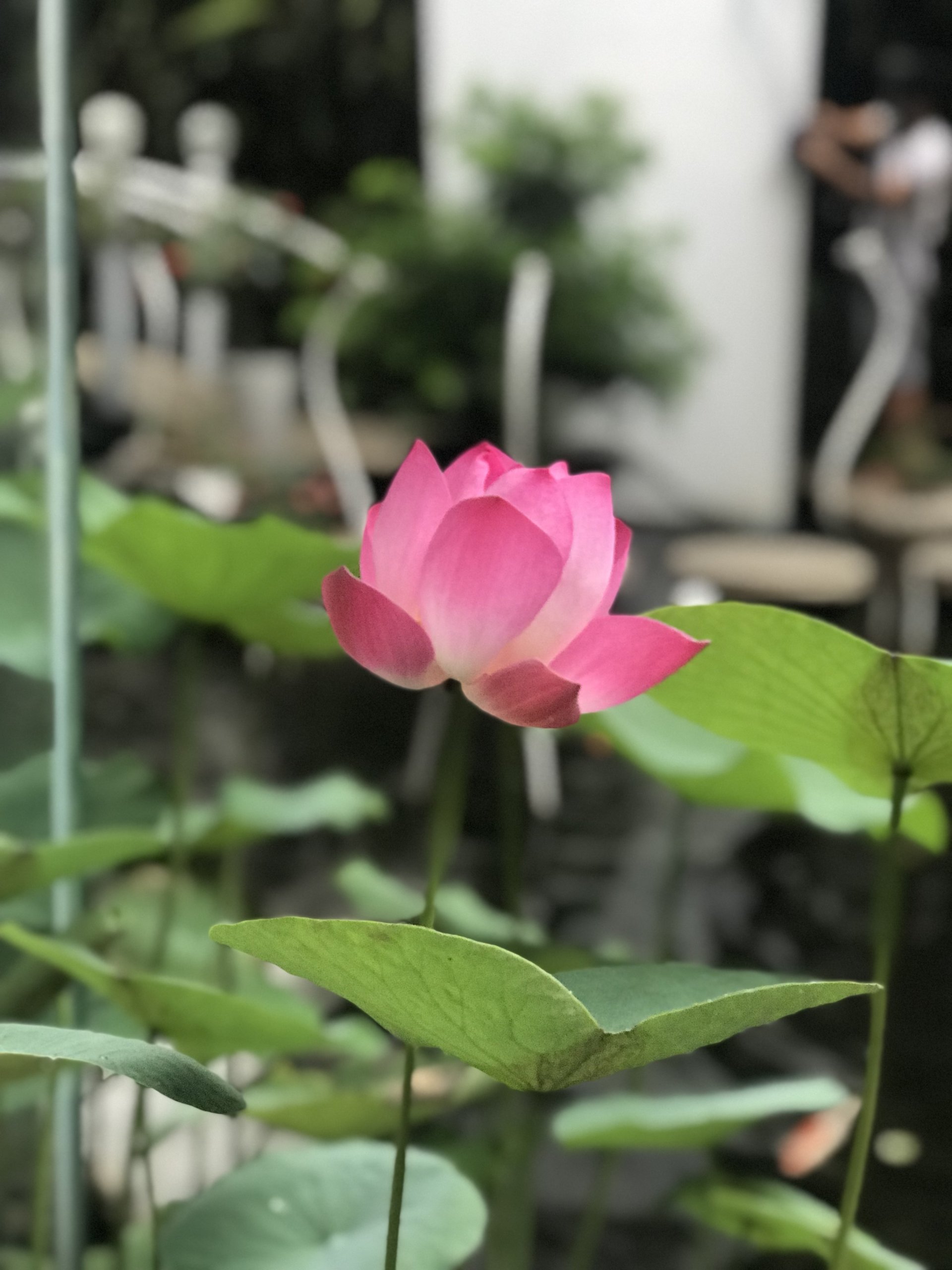 Lotus Flower #1 Image - ID: 325897 - Image Abyss