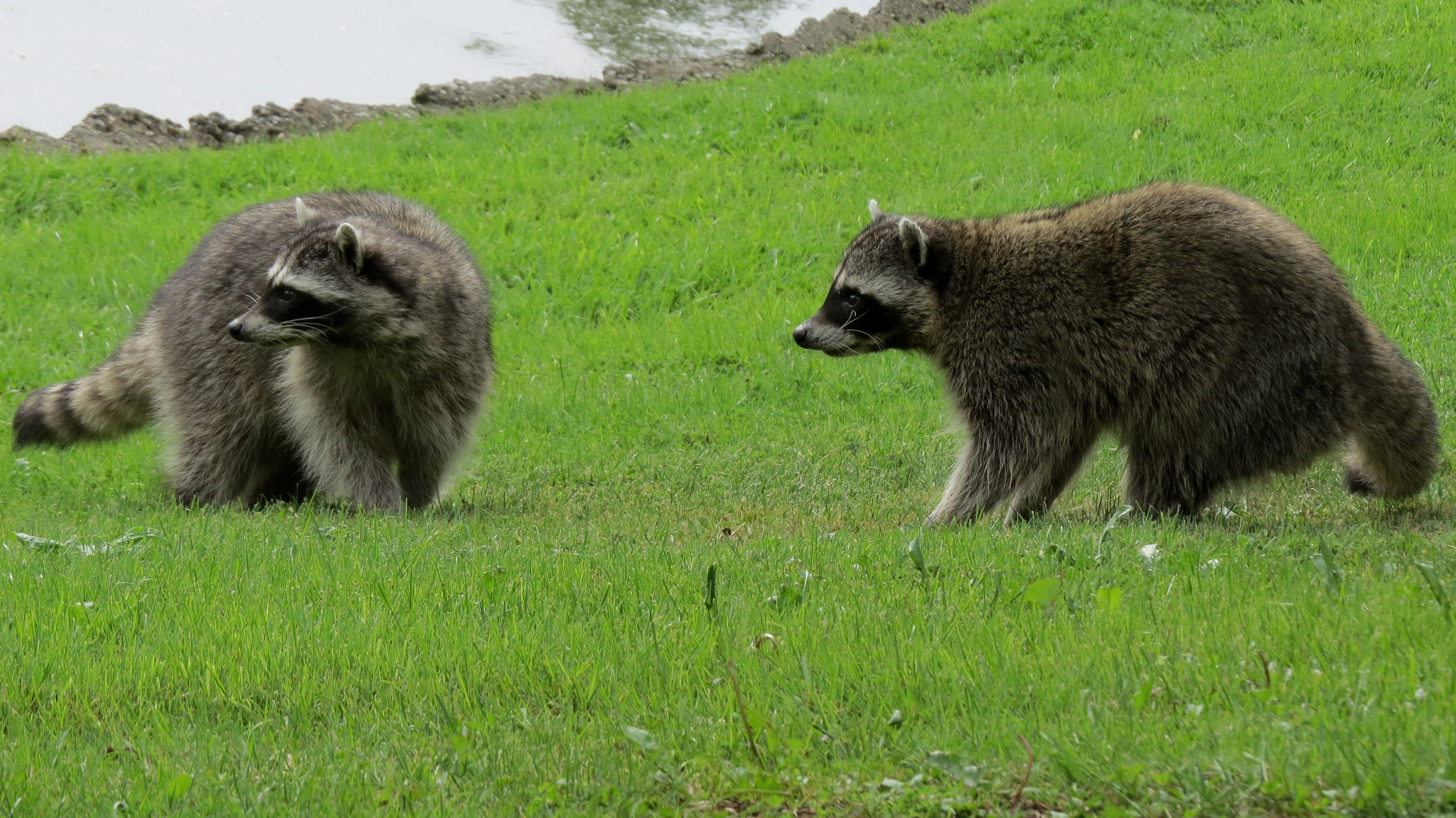 Raccoon Picture - Image Abyss