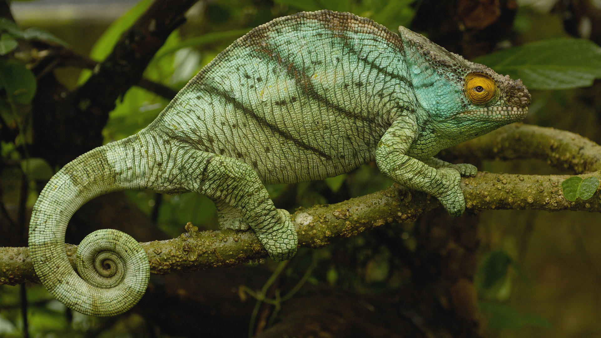 Download Animal Chameleon Image