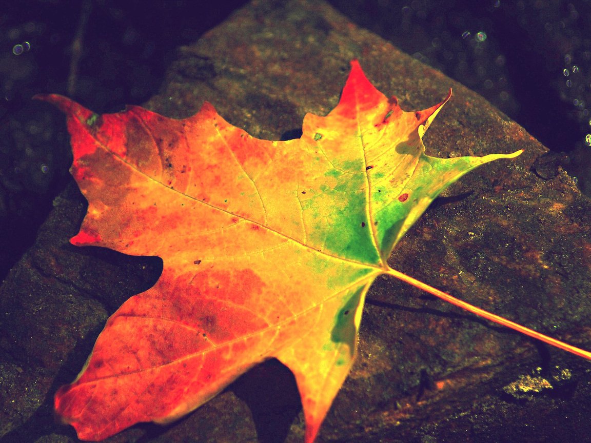 Download Nature Leaf Image