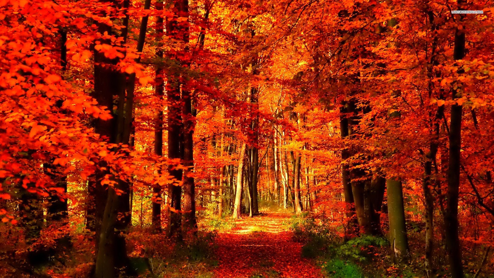 Download Orange (Color) Fall Forest Nature Path Image