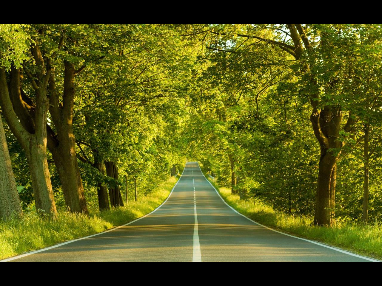 Winding Road Through Lush Forest Canopy