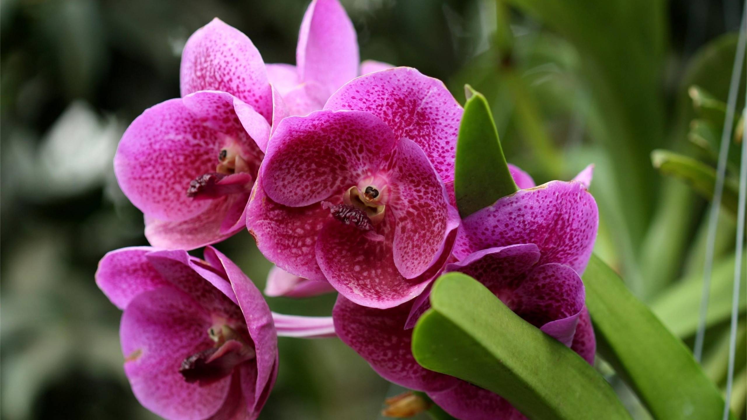 Orchid Elegance: Nature’s Vibrant Floral Jewel