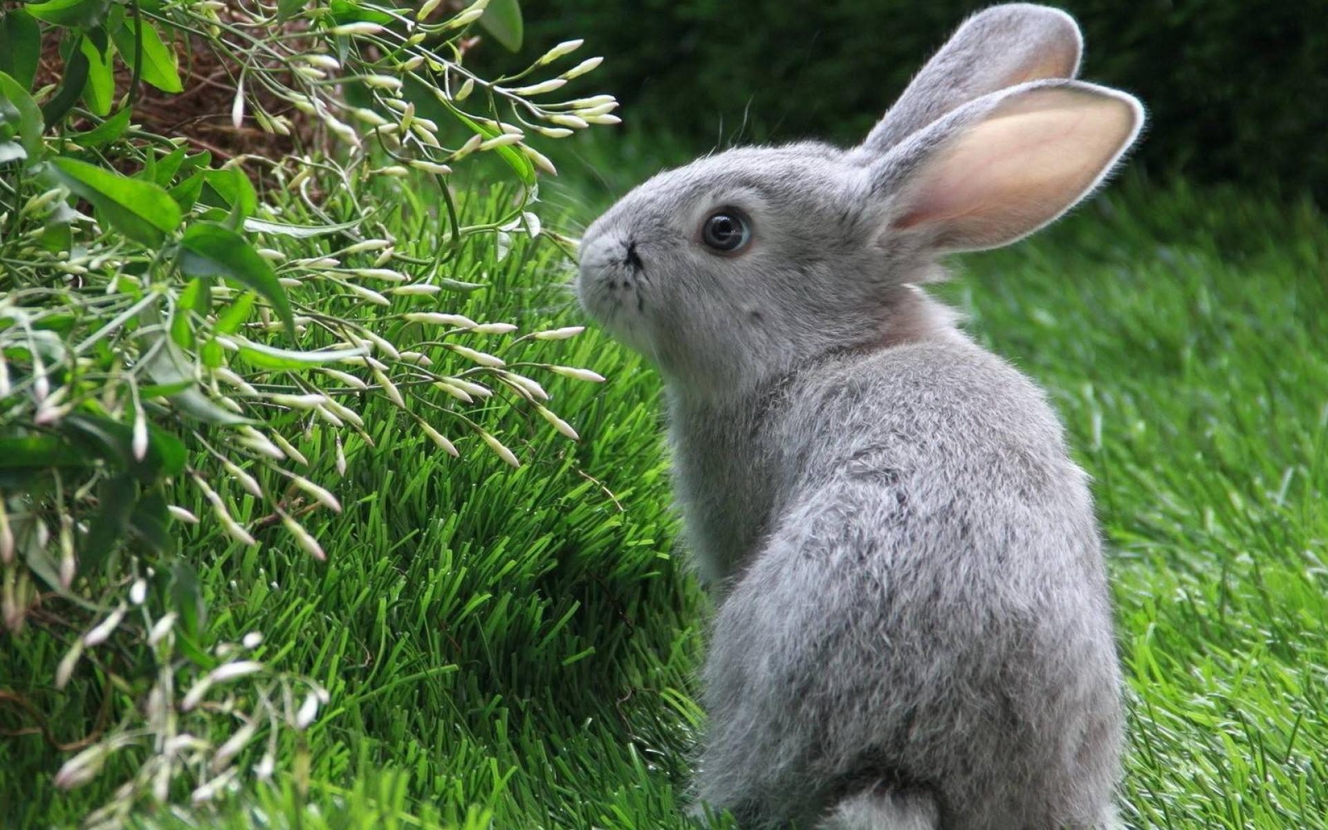 Gray Rabbit in the Grass - Image Abyss