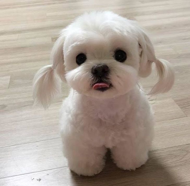 Download Animal Dog Image