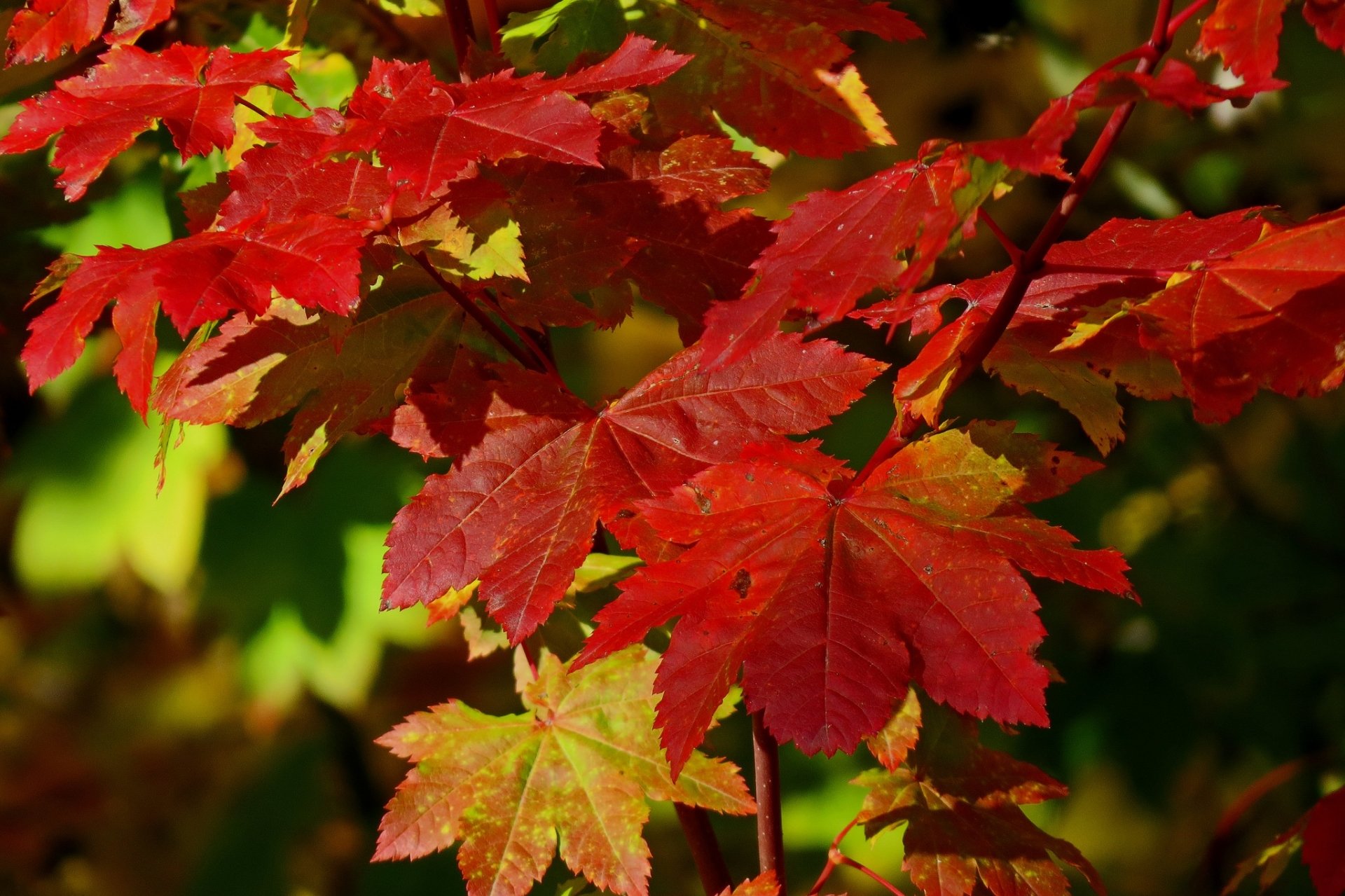 Download Nature Leaf Image