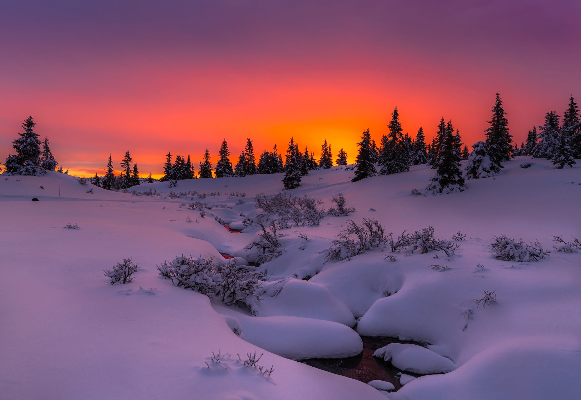 Download Snow Tree Winter Nature Sunset Image