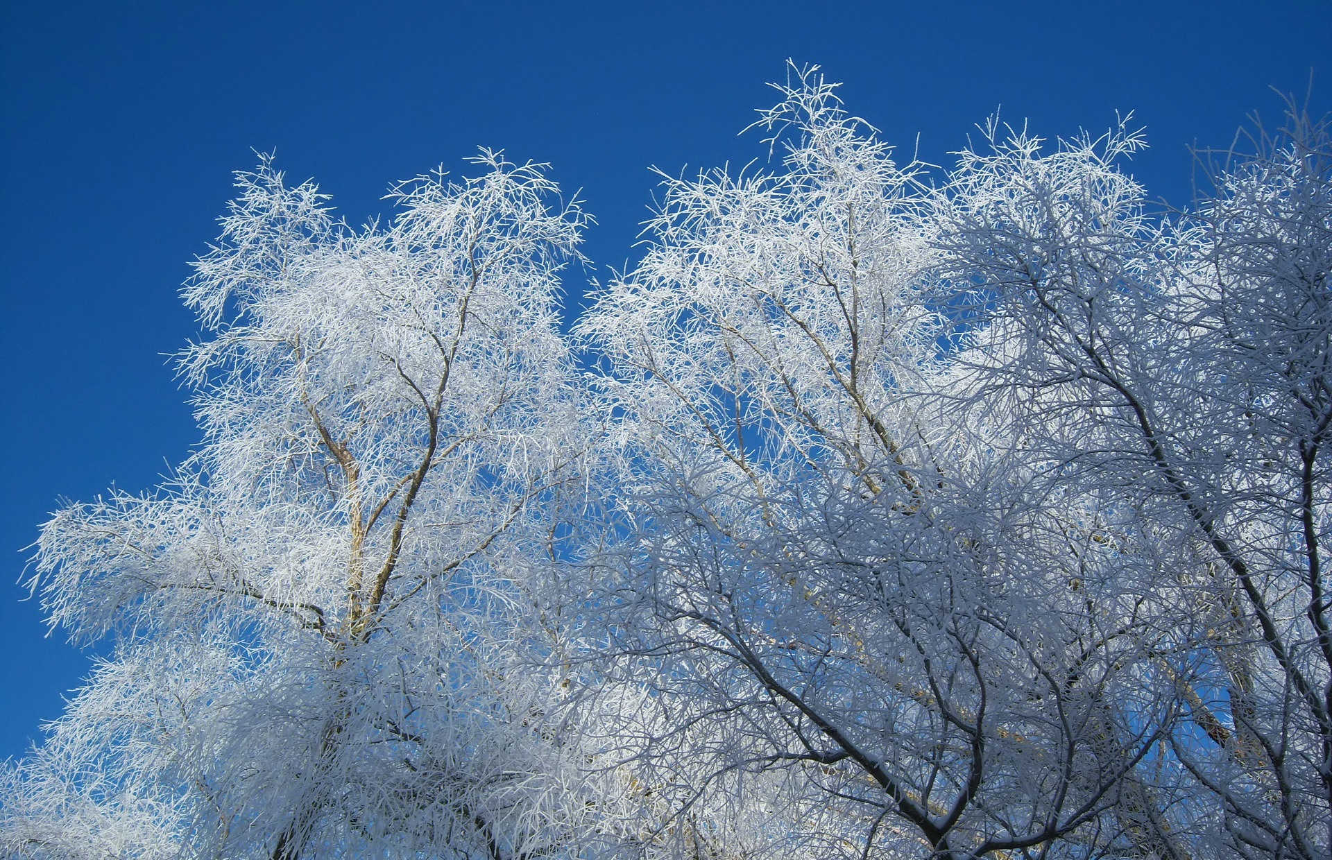 Winter Picture by Meduzanol - Image Abyss
