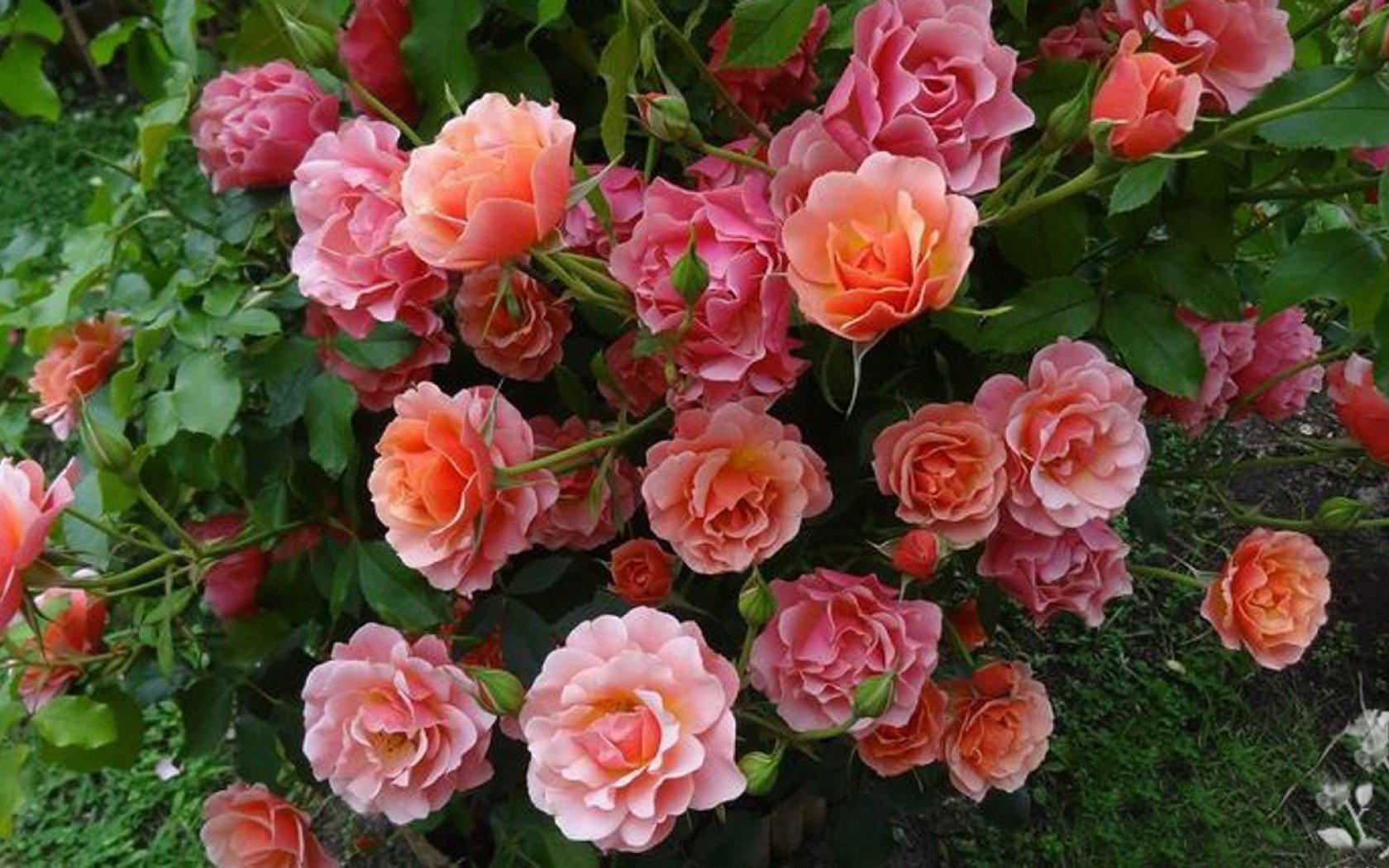rose bush Picture by Vergilius - Image Abyss