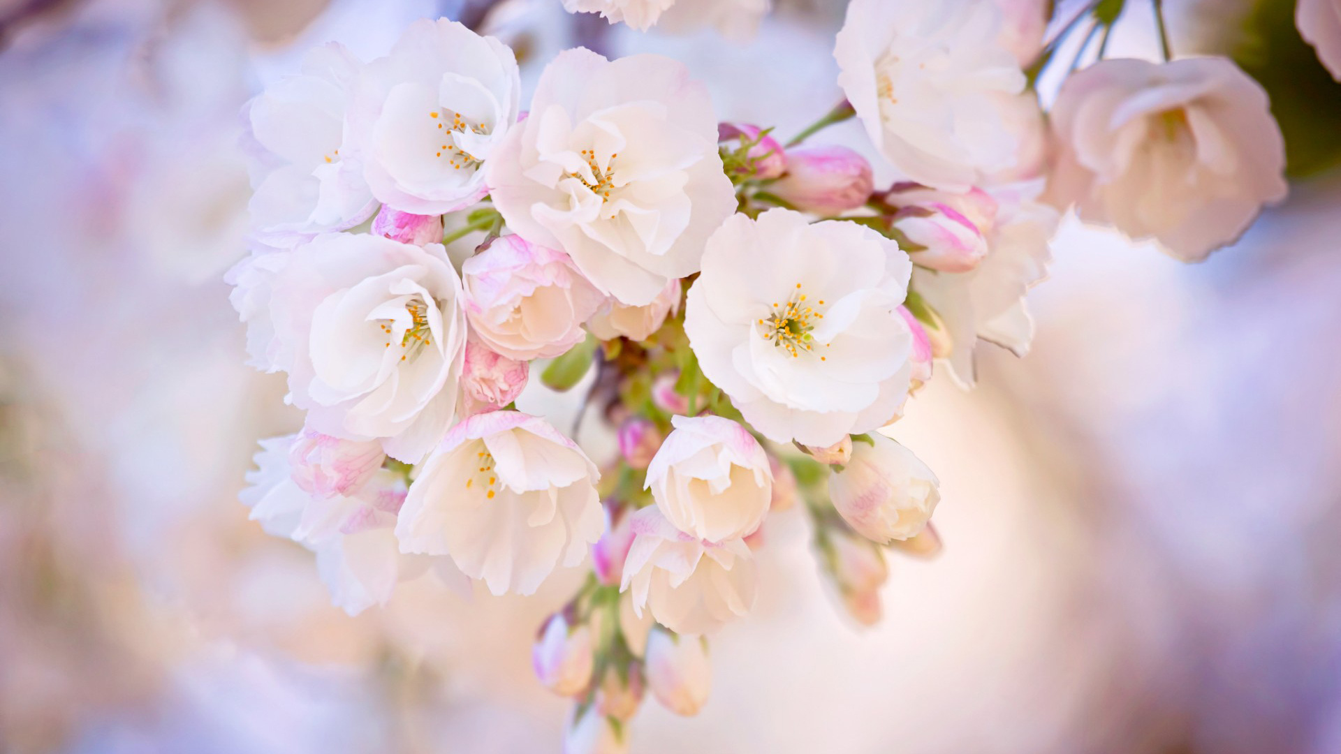 Download White Flower Flower Nature Blossom Image