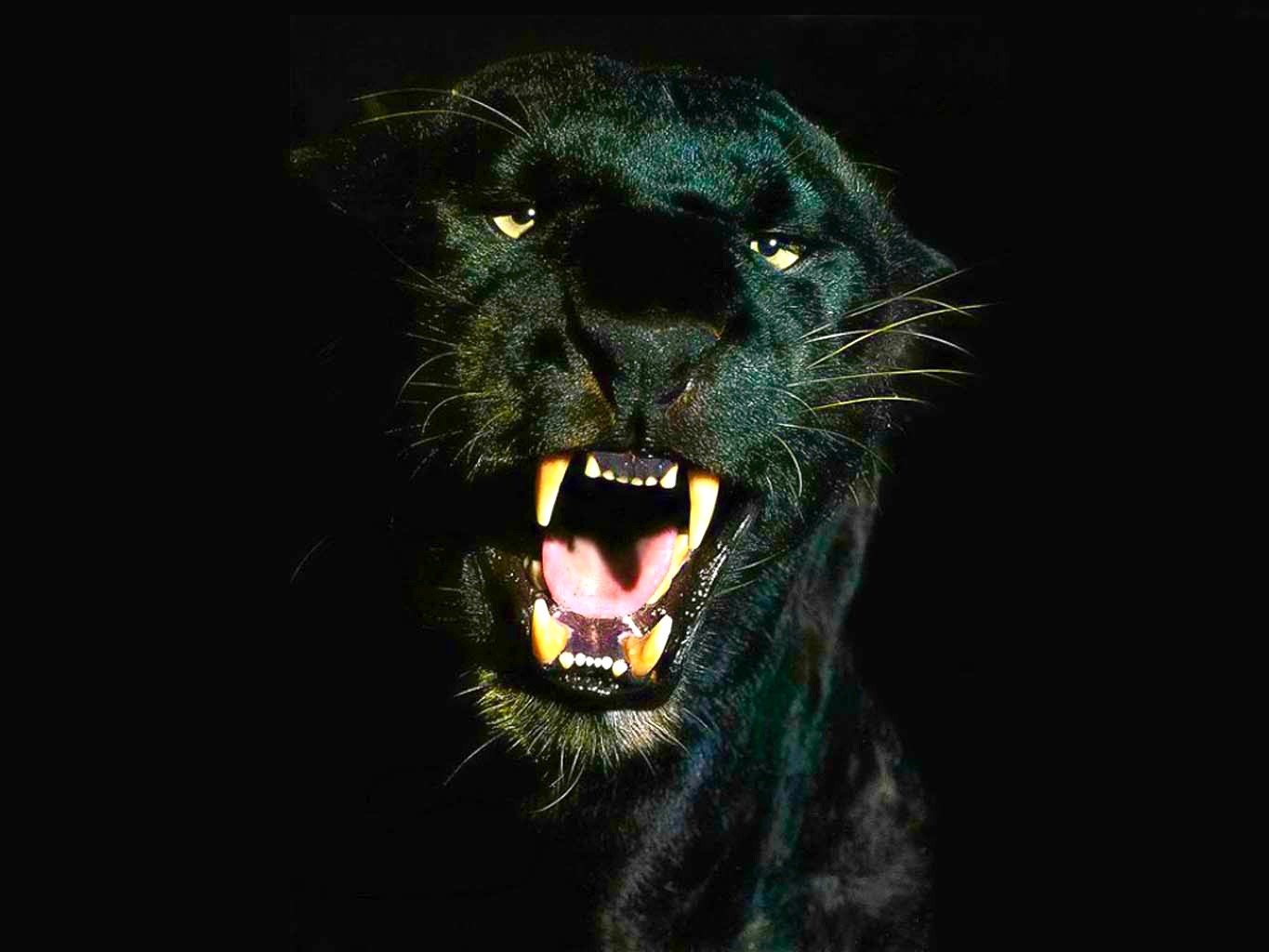 Black Panther Picture - Image Abyss